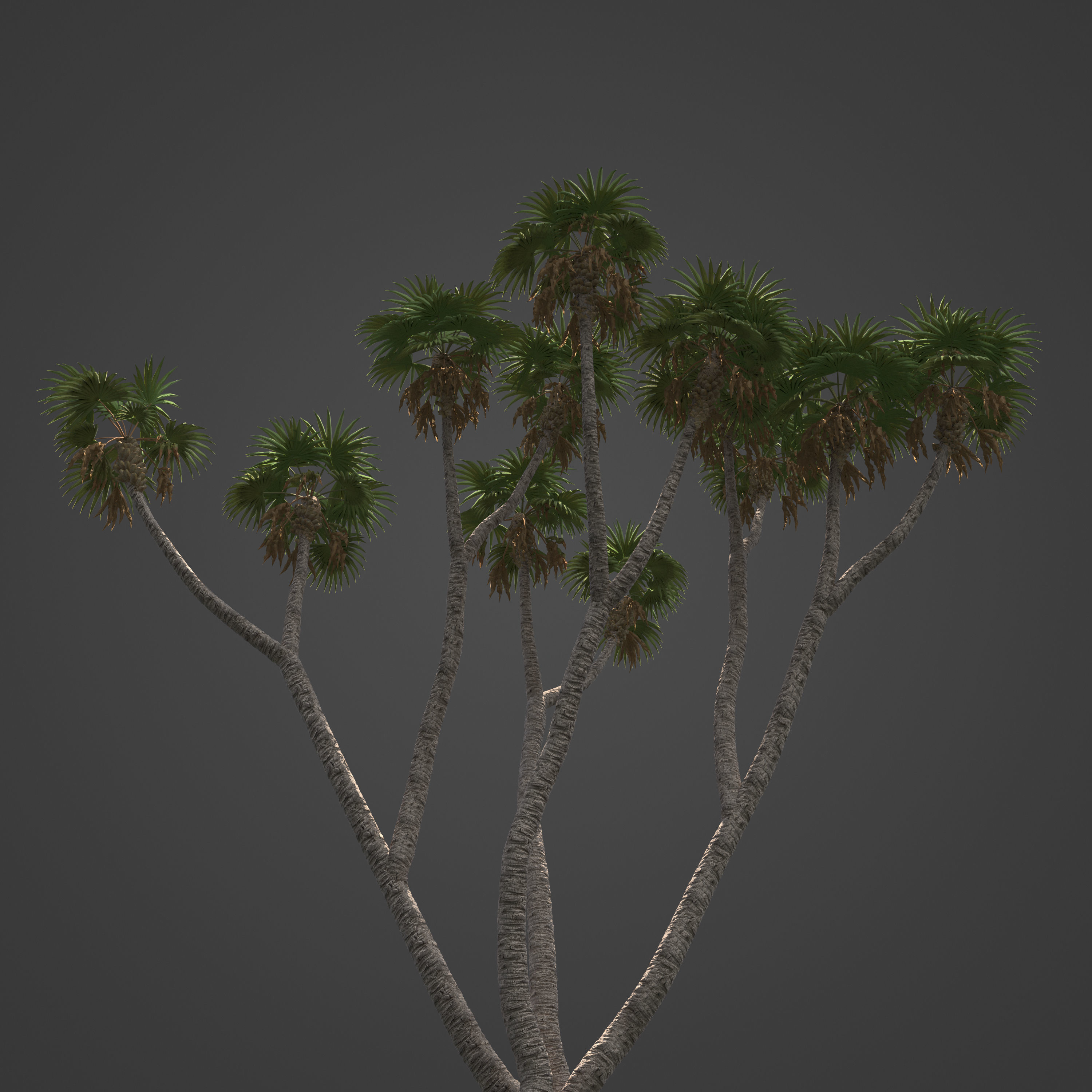 2021 PBR African Doum Palm Collection - Hyphaene Thebaica 3D model ...