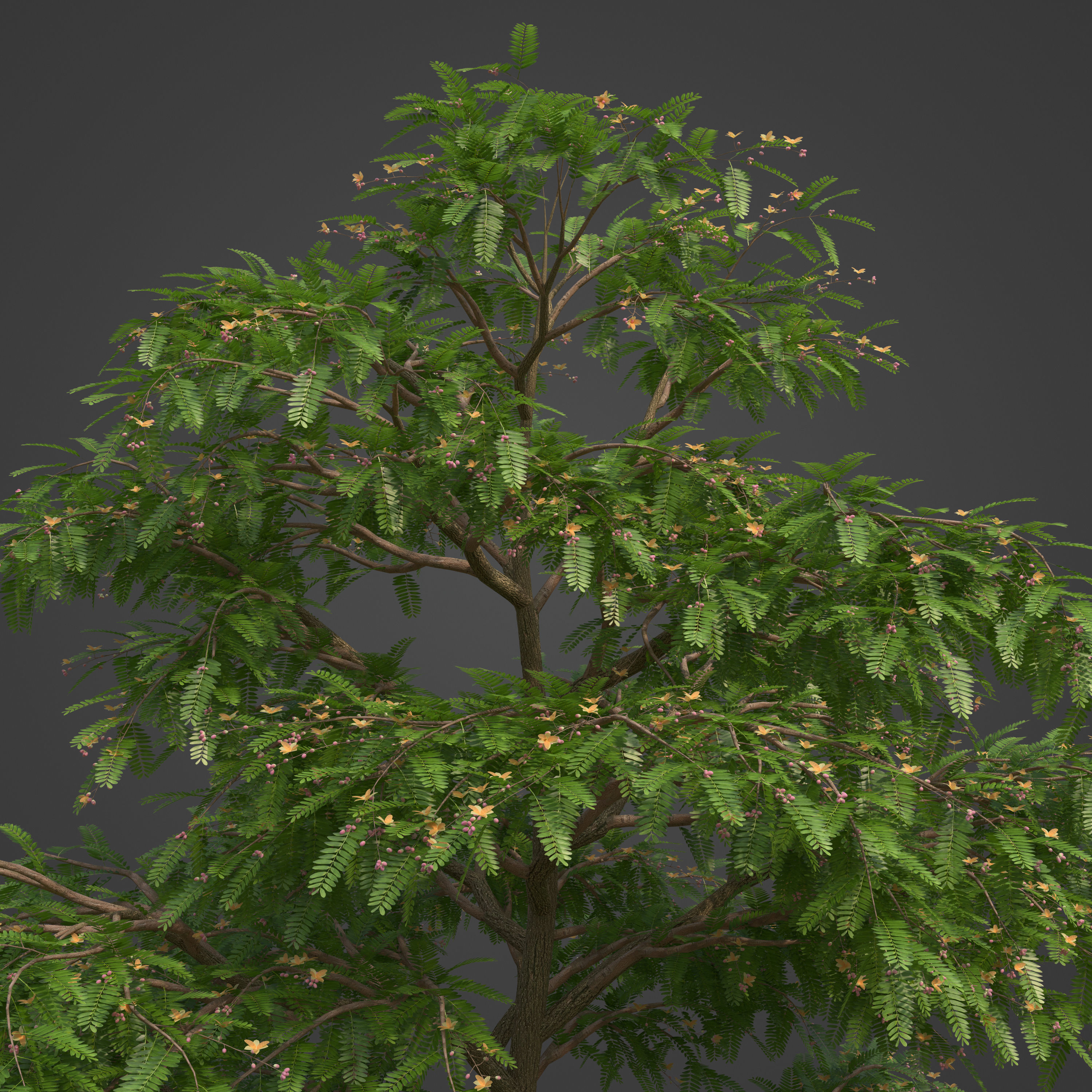2021 PBR Tamarind Collection - Tamarindus Indica 3D model | CGTrader