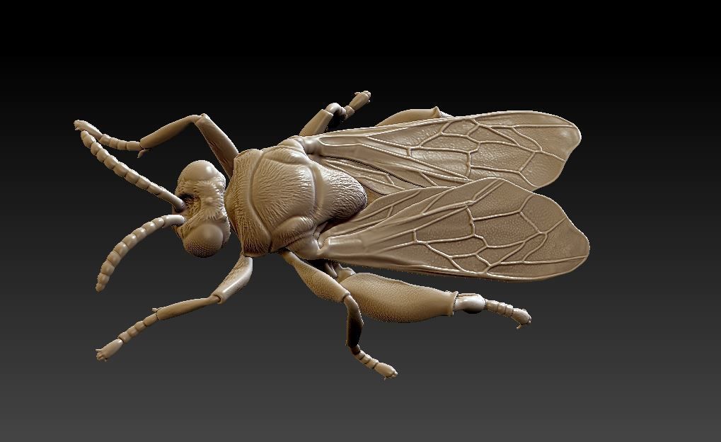 Honey bee 3D model 3D printable | CGTrader