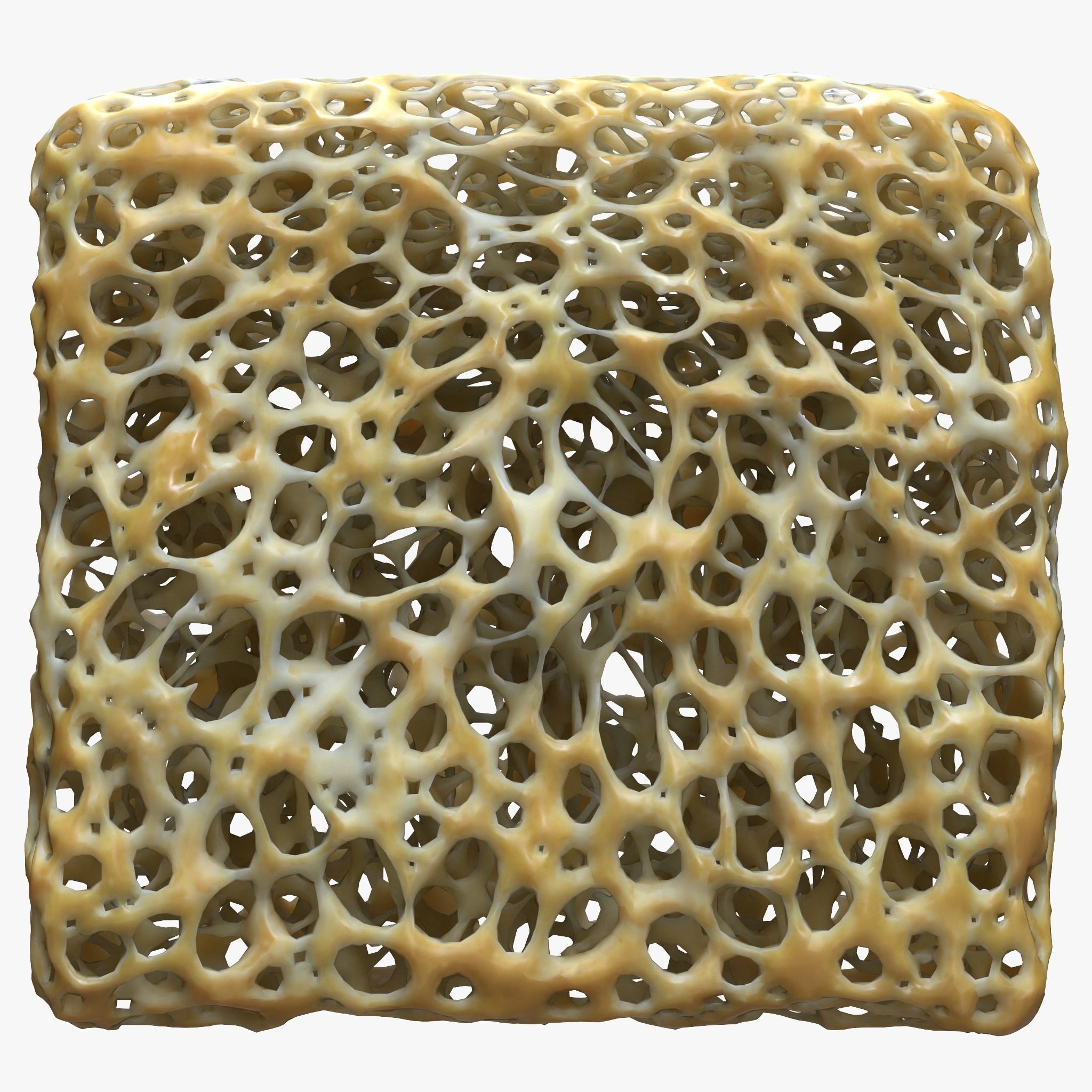 Bone Matrix Rectangle 3D model | CGTrader