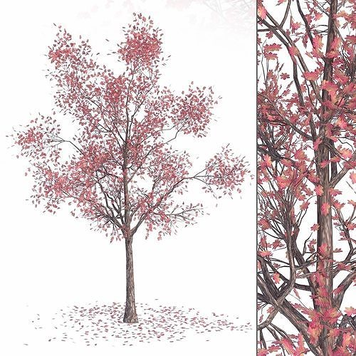 Autumn Tree 3D model | CGTrader