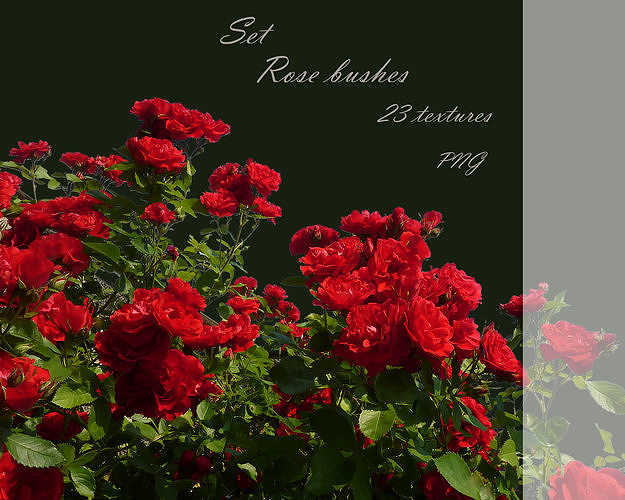 Texture A set of textures of rose bushes PNG VR / AR / low-poly | CGTrader