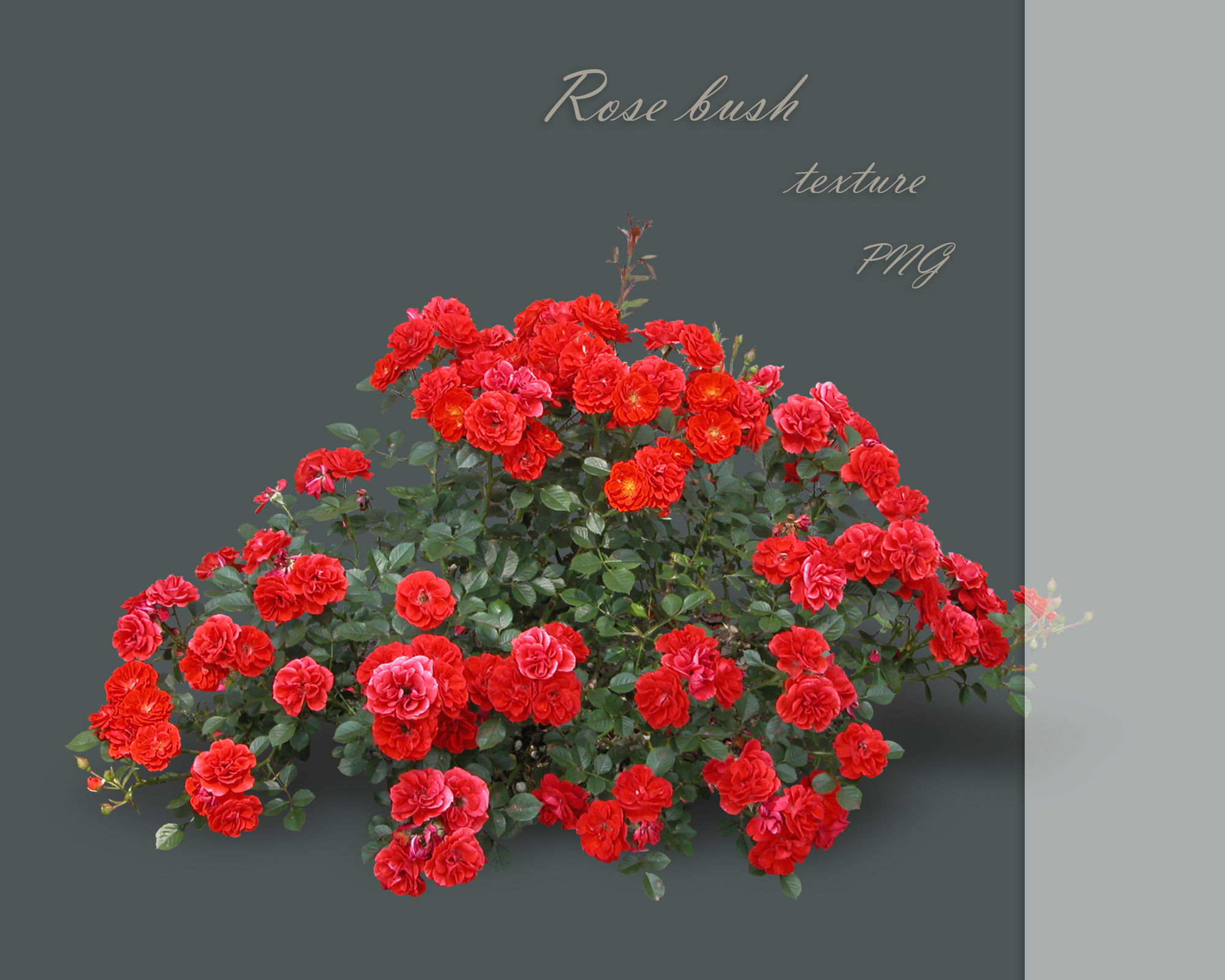 Texture A set of textures of rose bushes PNG VR / AR / low-poly | CGTrader