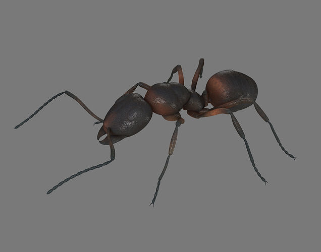 3D model Black Ant VR / AR / low-poly | CGTrader
