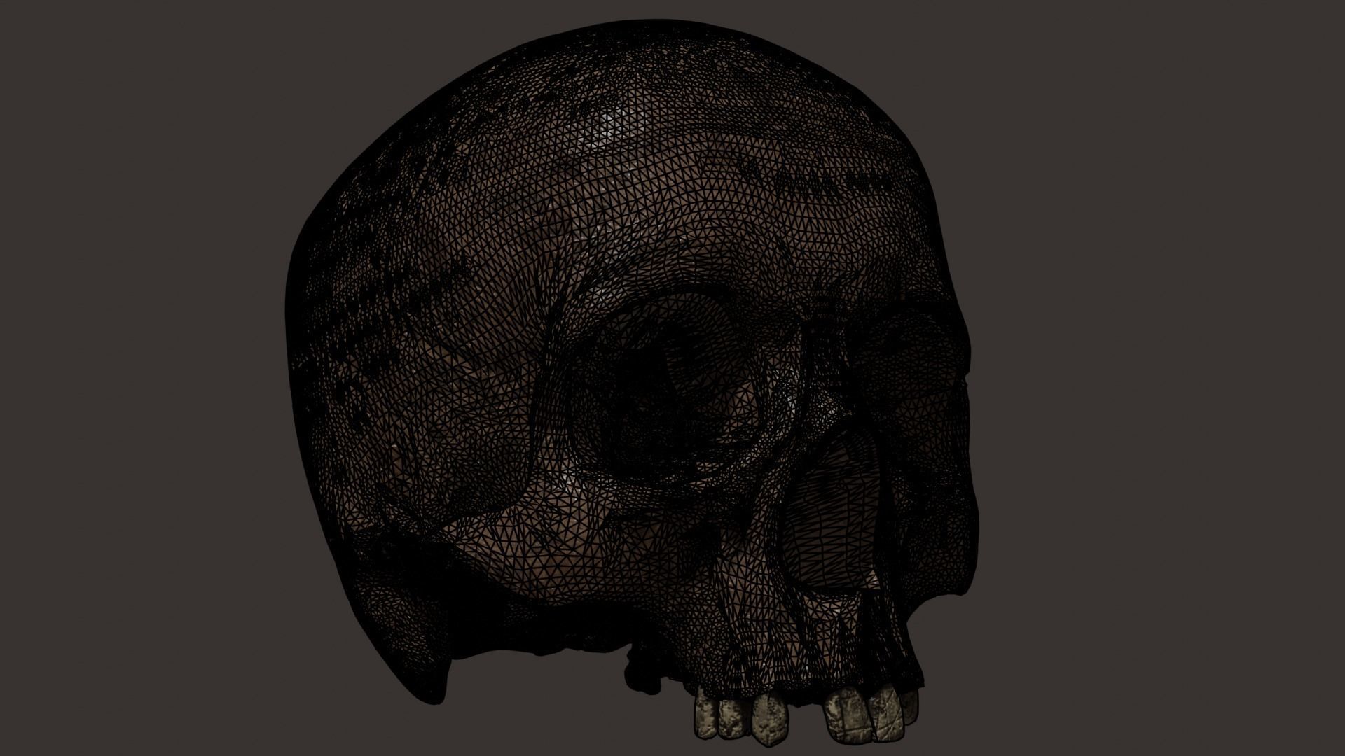 Scull free 3D model | CGTrader