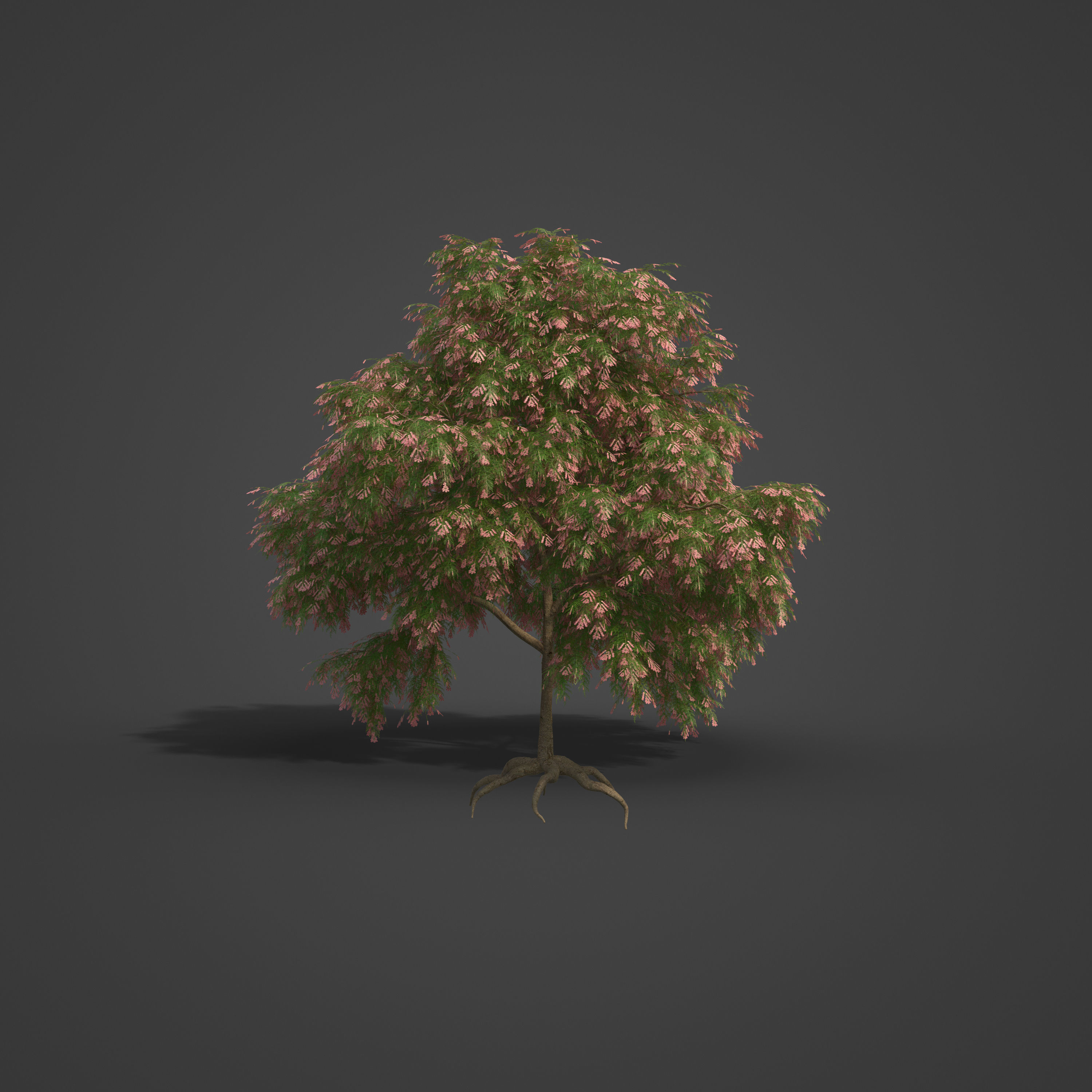 2021 PBR French Tamarisk Collection - Tamarix Gallica 3D model | CGTrader