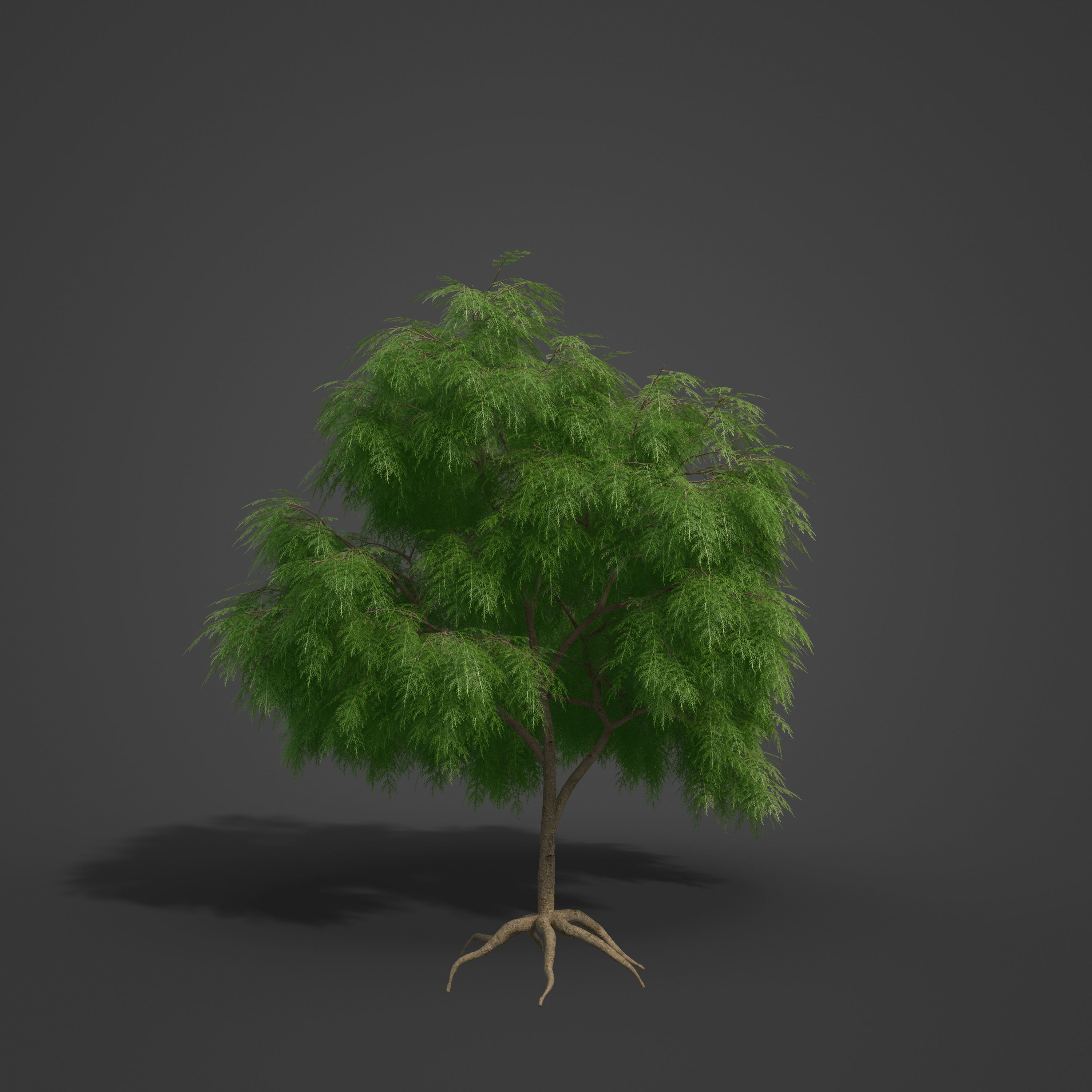 2021 PBR French Tamarisk Collection - Tamarix Gallica 3D model | CGTrader