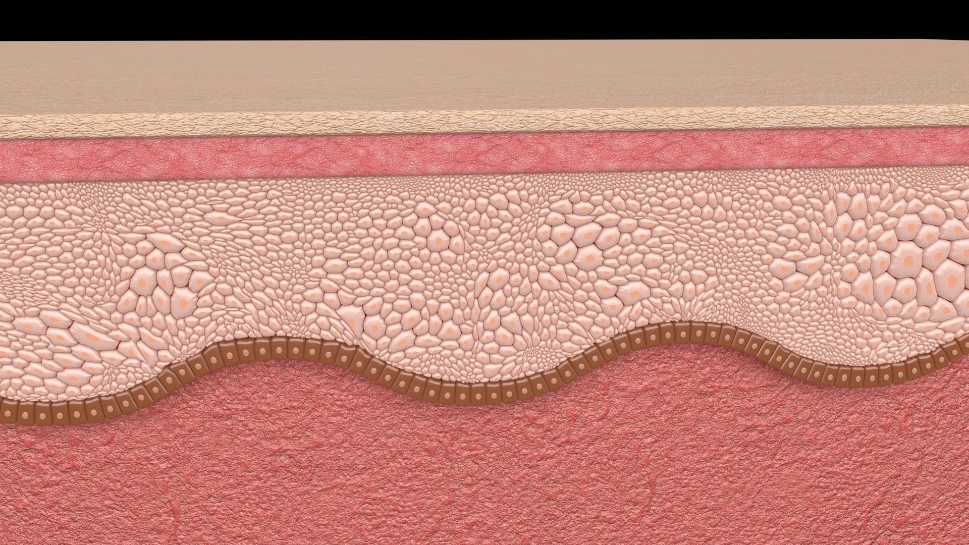 Skin layer Healthy 3D model 3D model | CGTrader