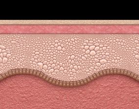 皮肤 3D模型 | CGTrader