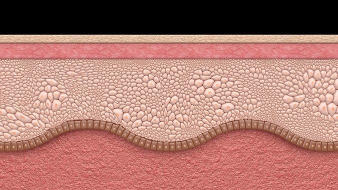 Skin layer Healthy 3D model 3D model | CGTrader