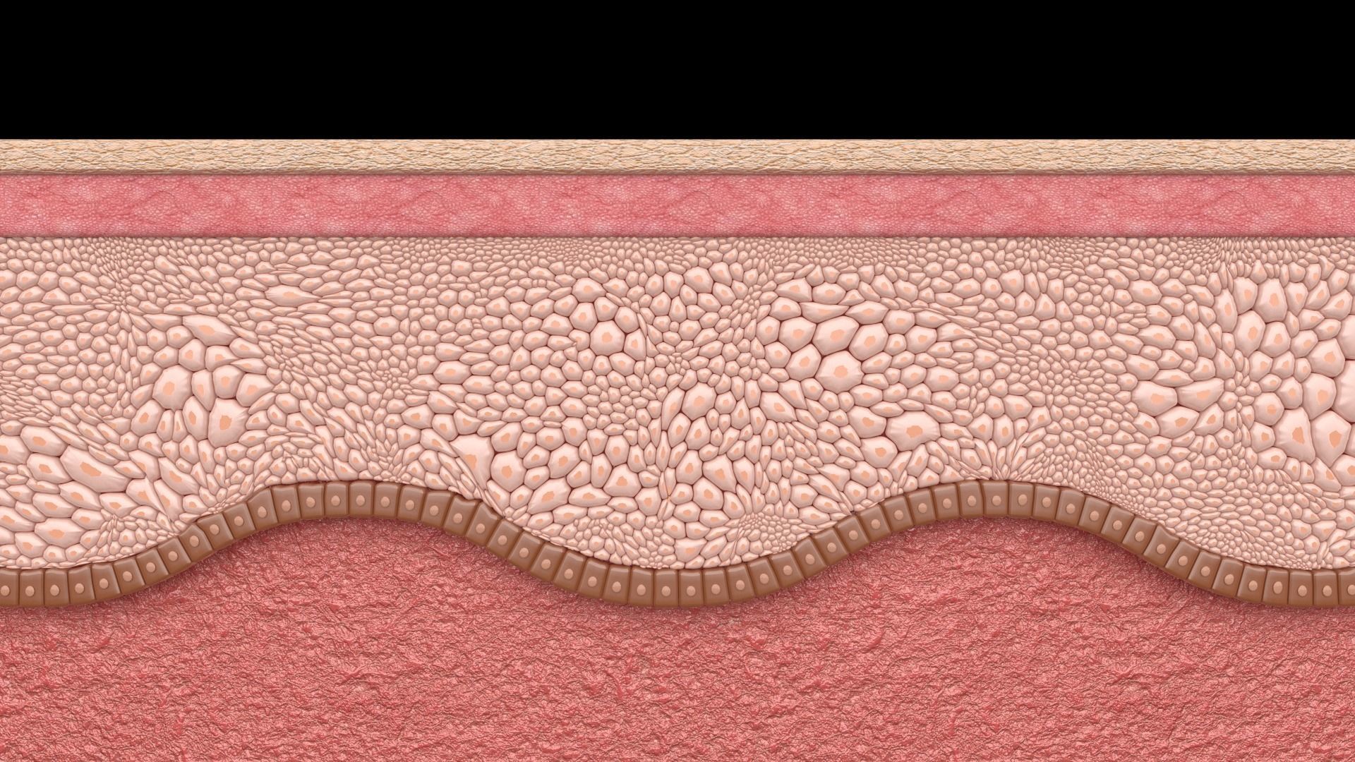 Skin layer Healthy 3D model 3D model | CGTrader