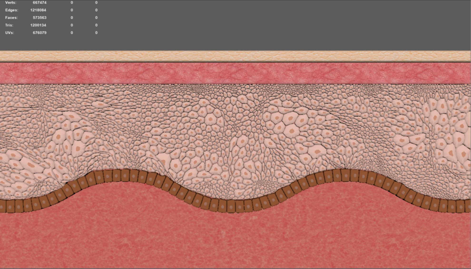 Skin layer Healthy 3D model 3D model | CGTrader