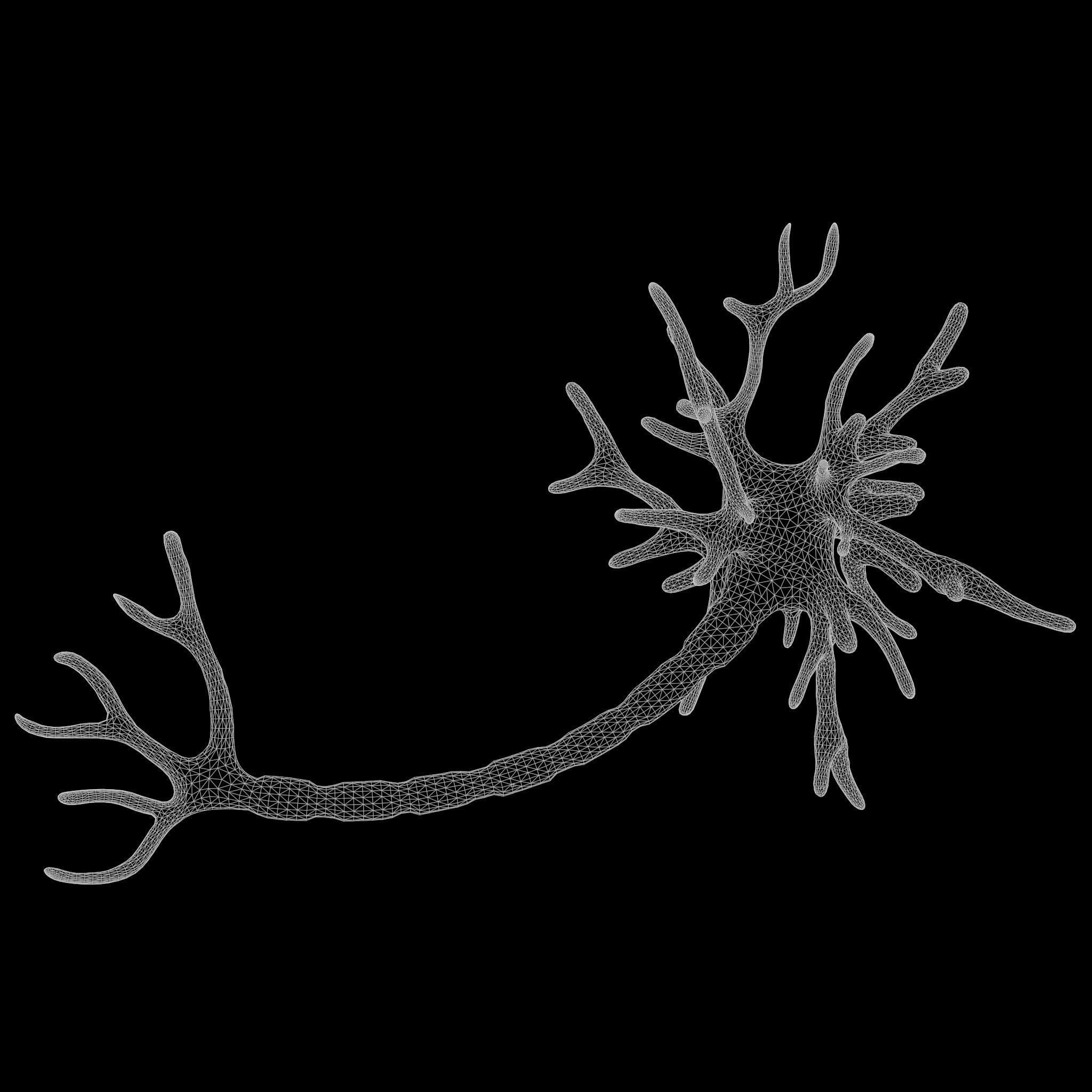 Human Neuron 3D model | CGTrader