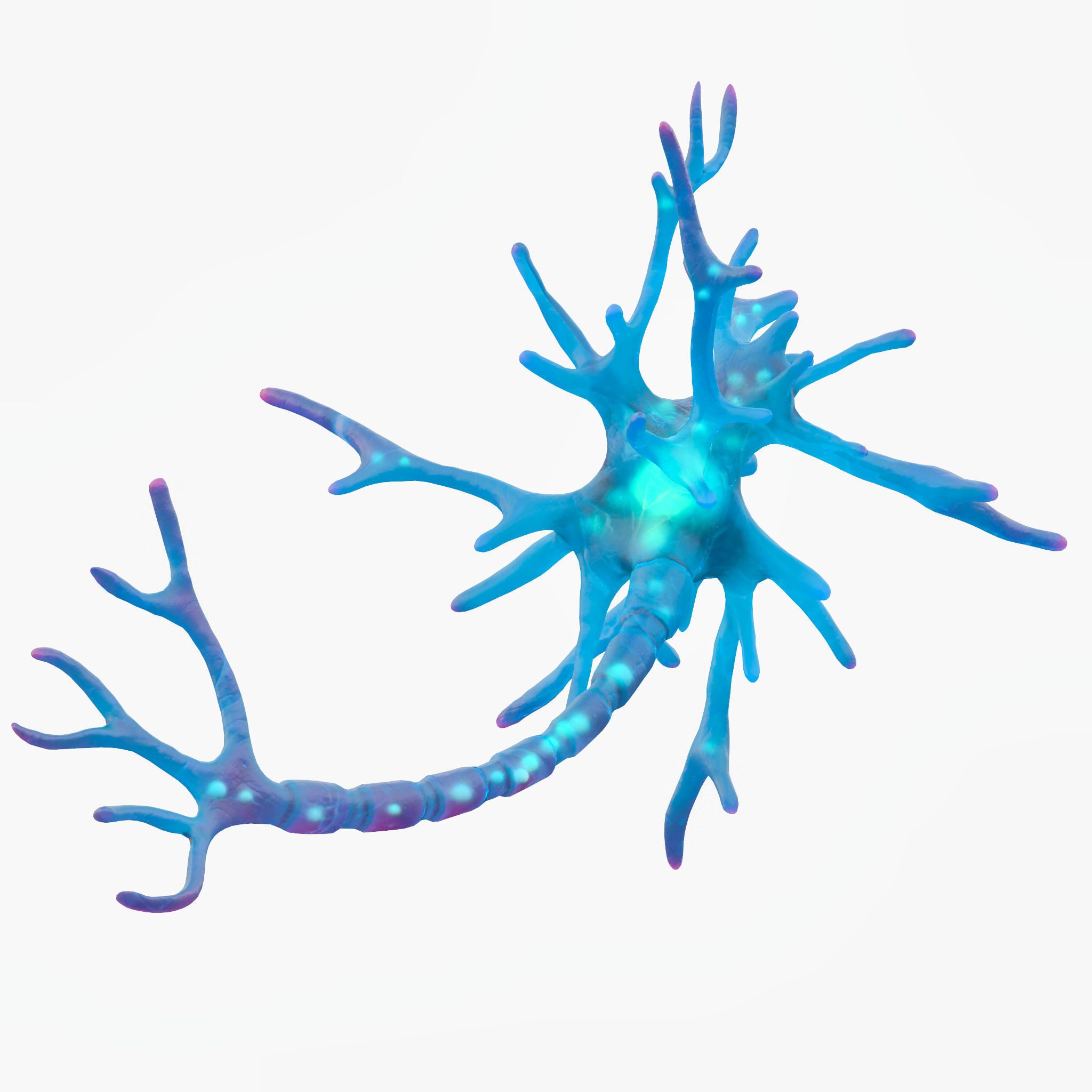Human Neuron 3D model | CGTrader