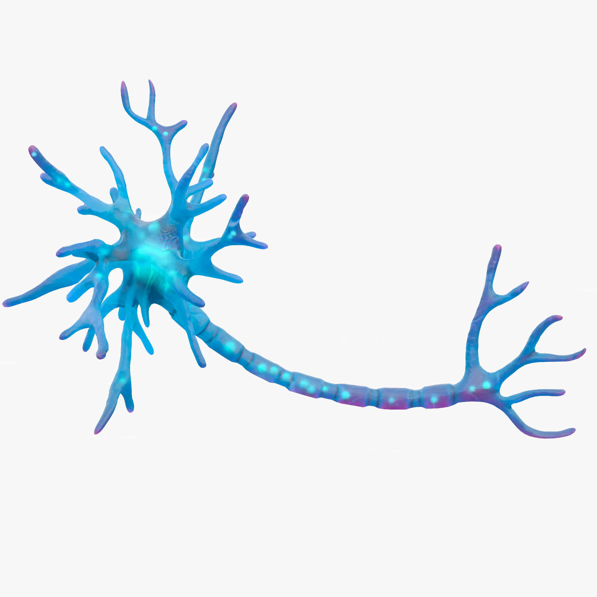 Human Neuron 3D model | CGTrader