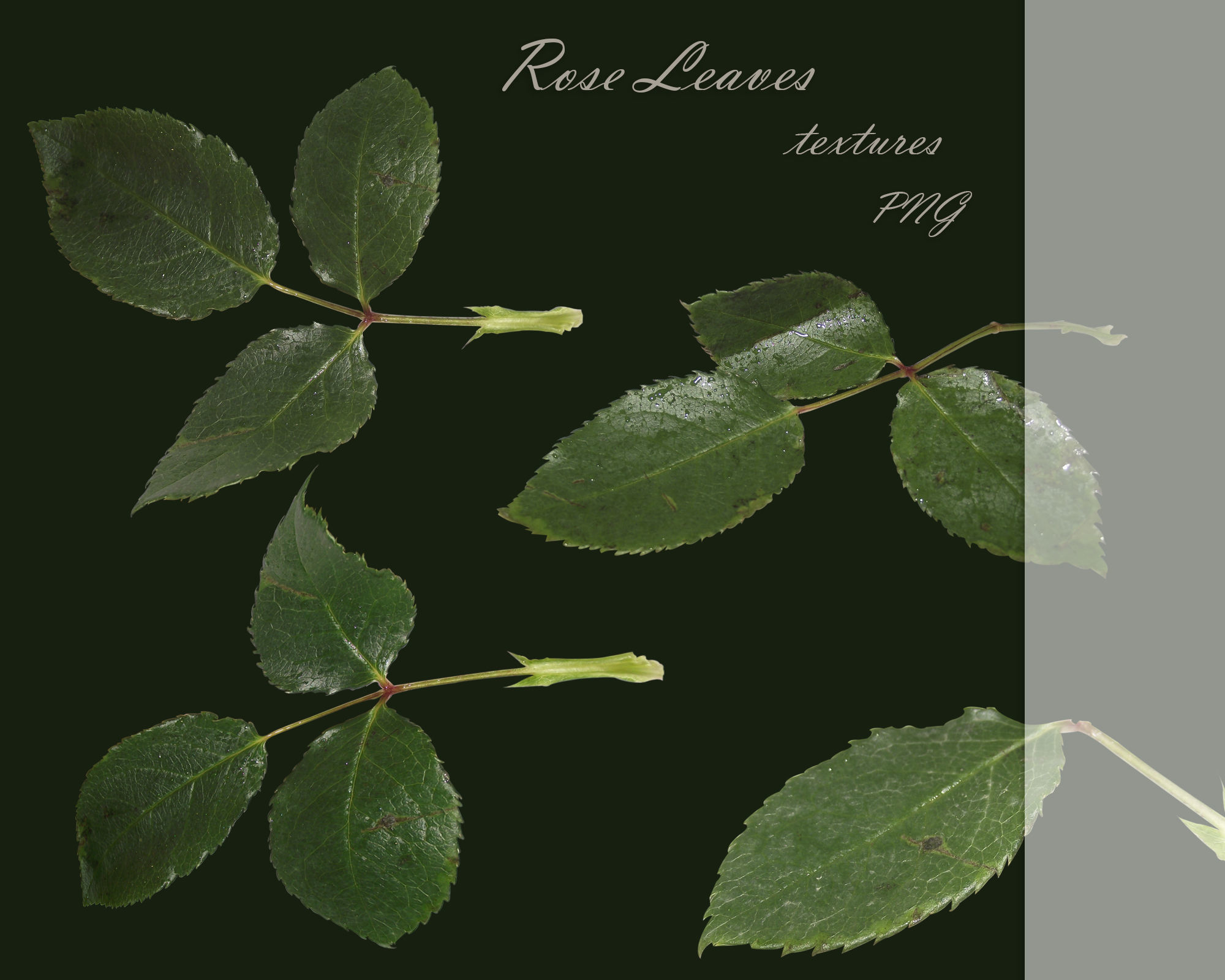 Texture A set of textures of rose Leaves PNG VR / AR / low-poly | CGTrader
