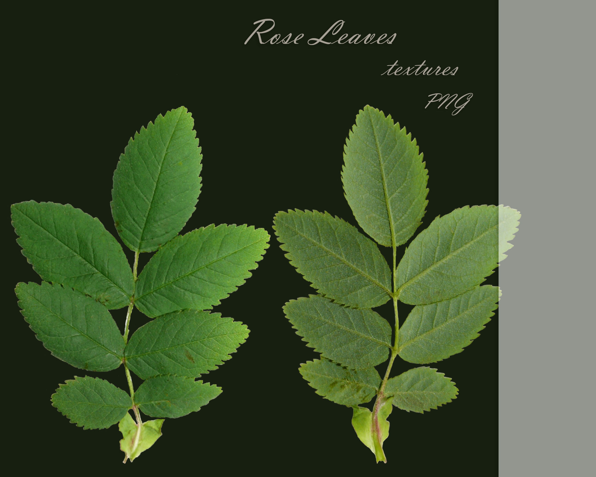 Texture A set of textures of rose Leaves PNG VR / AR / low-poly | CGTrader
