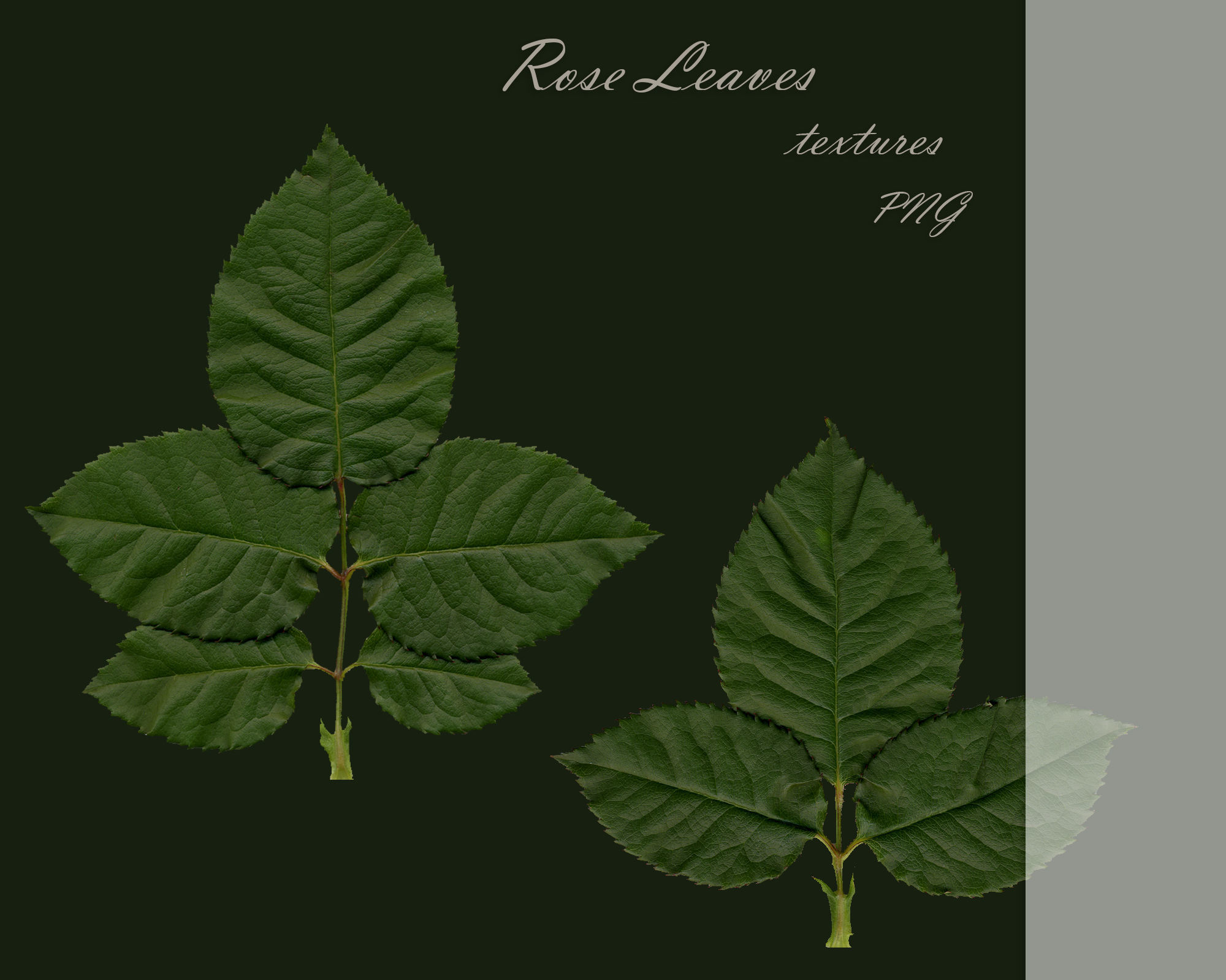 Texture A set of textures of rose Leaves PNG VR / AR / low-poly | CGTrader