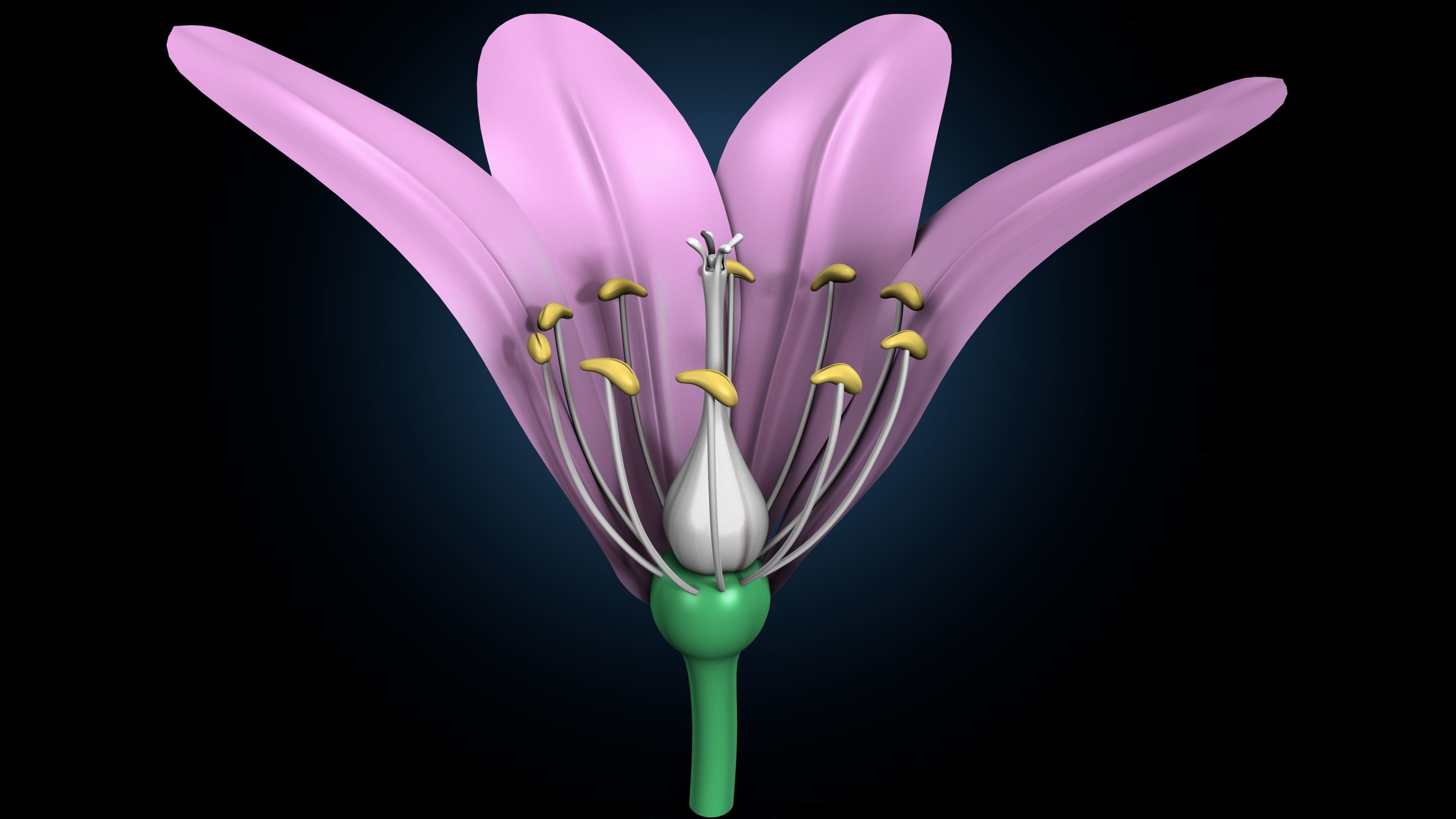 anther flower 3D model | CGTrader