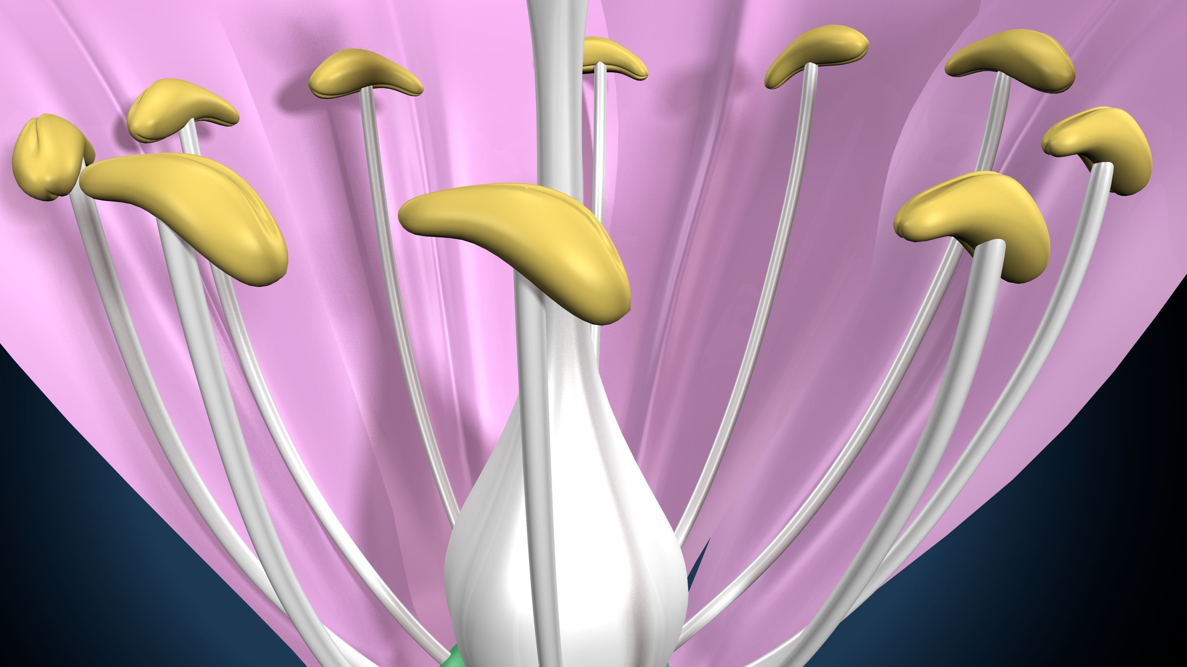 anther flower 3D model | CGTrader
