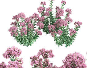 Sedum 3D Models | CGTrader
