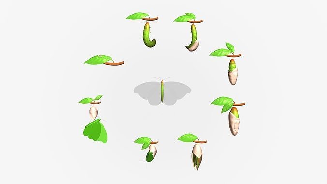 butterfly life cycle anatomy 3D model | CGTrader