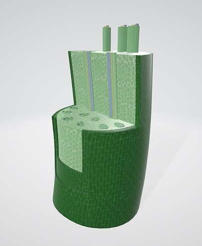 Vascular Cambium 3d Model