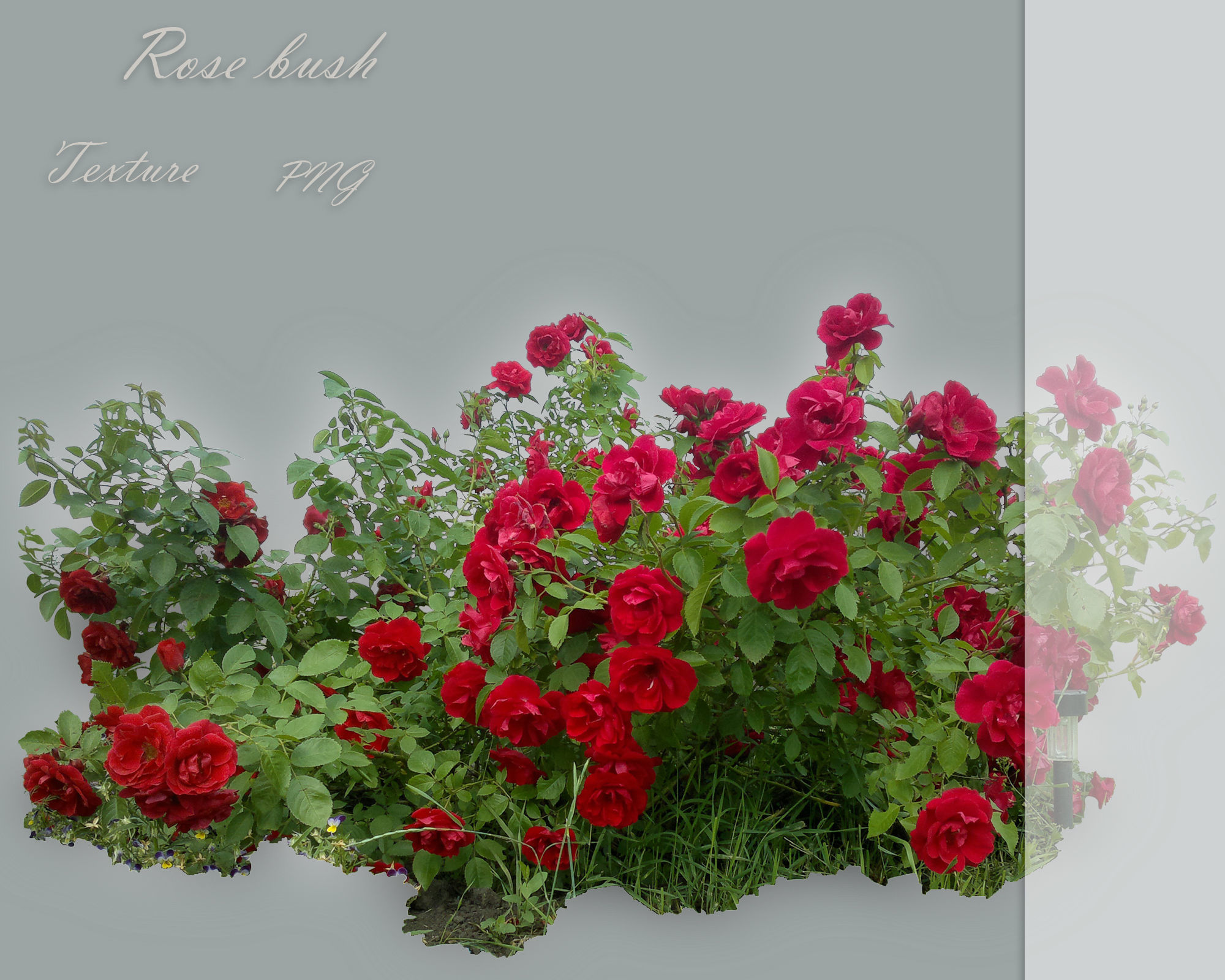 Texture Rose Red bush texture PNG VR / AR / low-poly | CGTrader