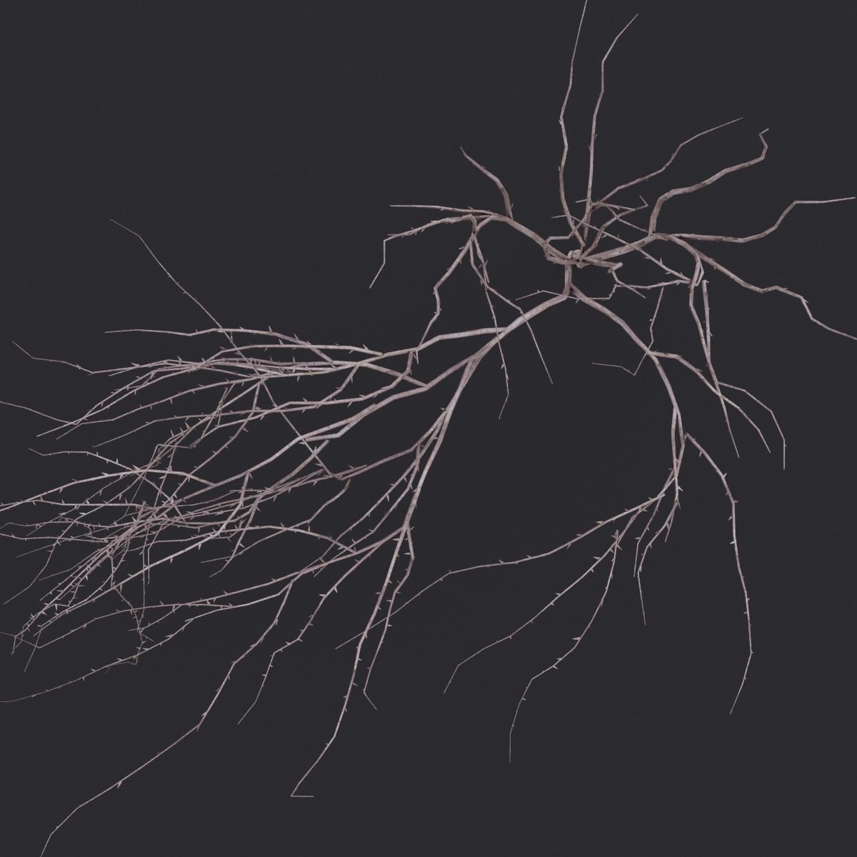 3D model Thin Branch VR / AR / low-poly | CGTrader