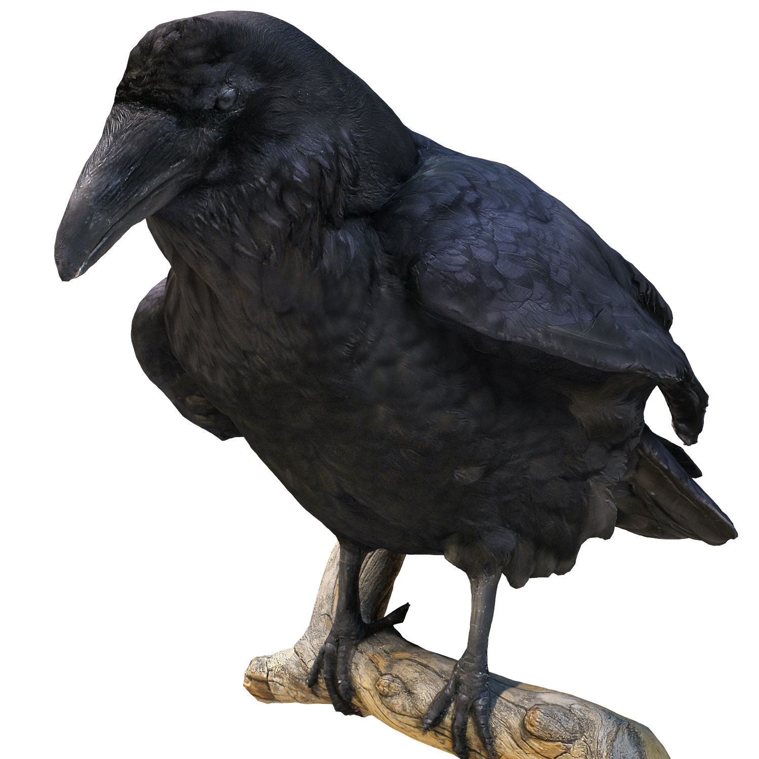 Raven 3D model | CGTrader