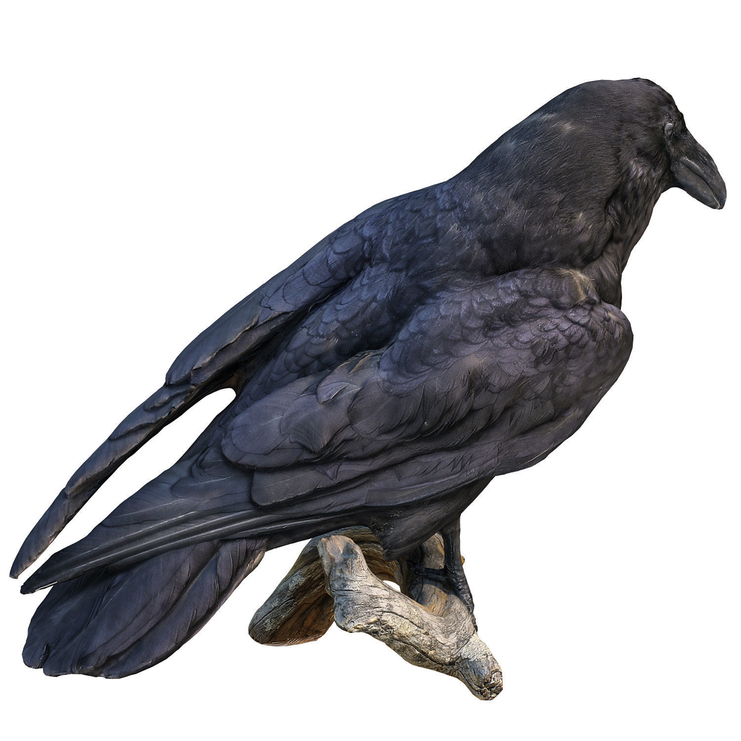 Raven 3D model | CGTrader