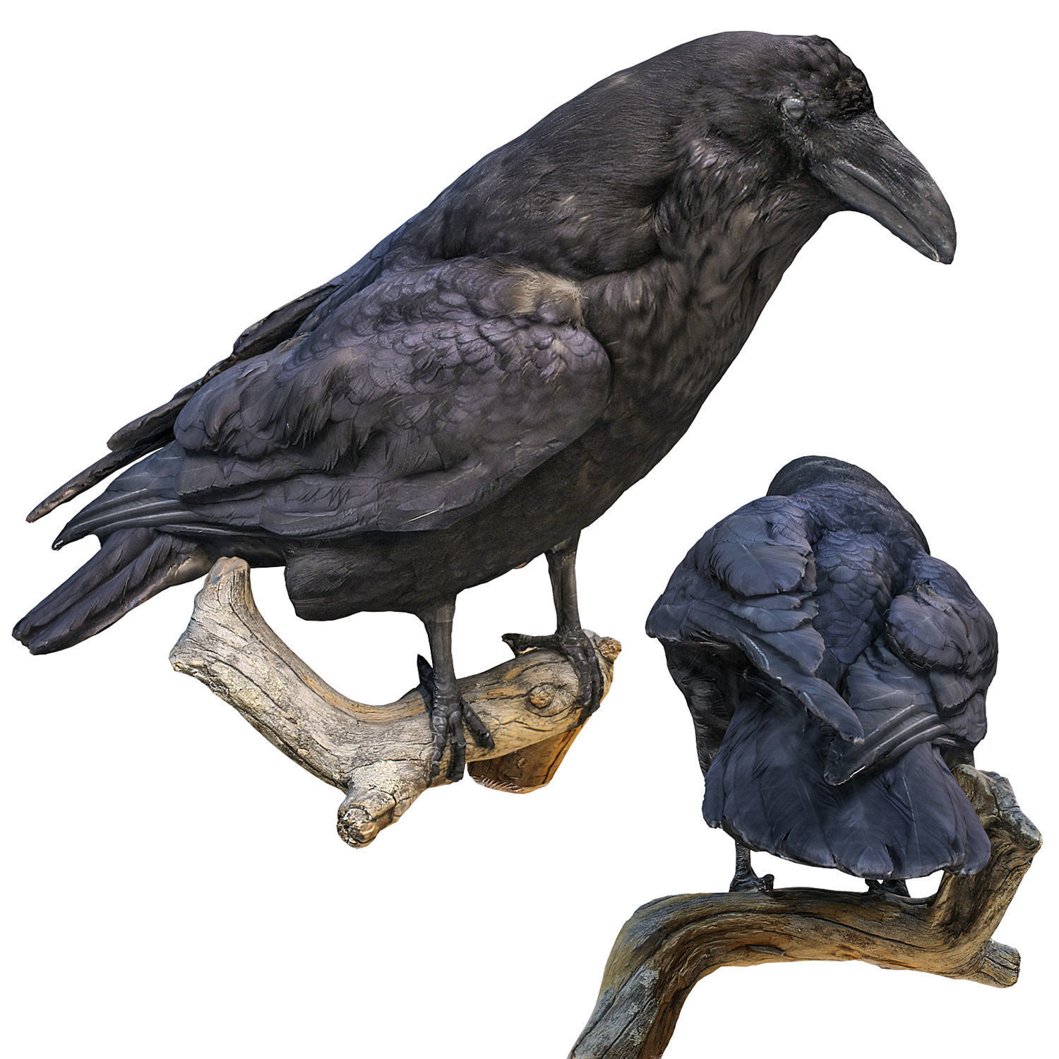 Raven 3D model | CGTrader