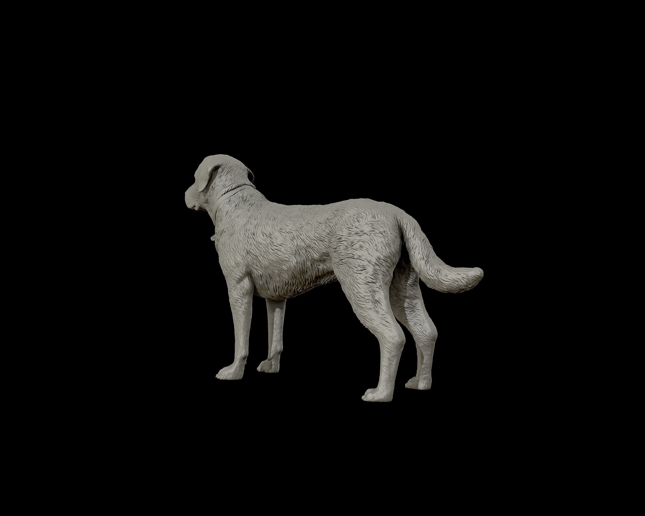 Labrador Retriever model 3D model 3D printable | CGTrader
