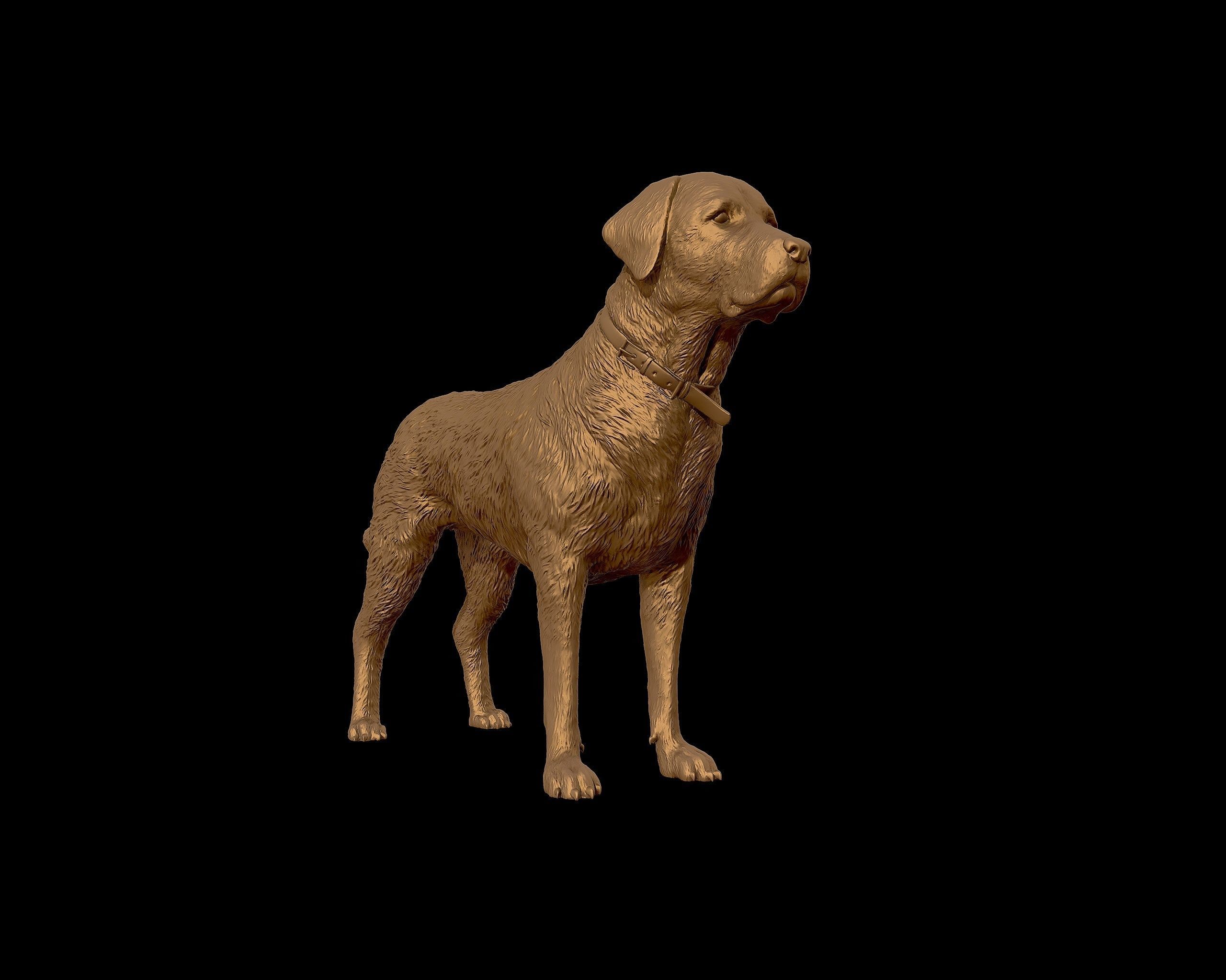 Labrador Retriever model 3D model 3D printable | CGTrader