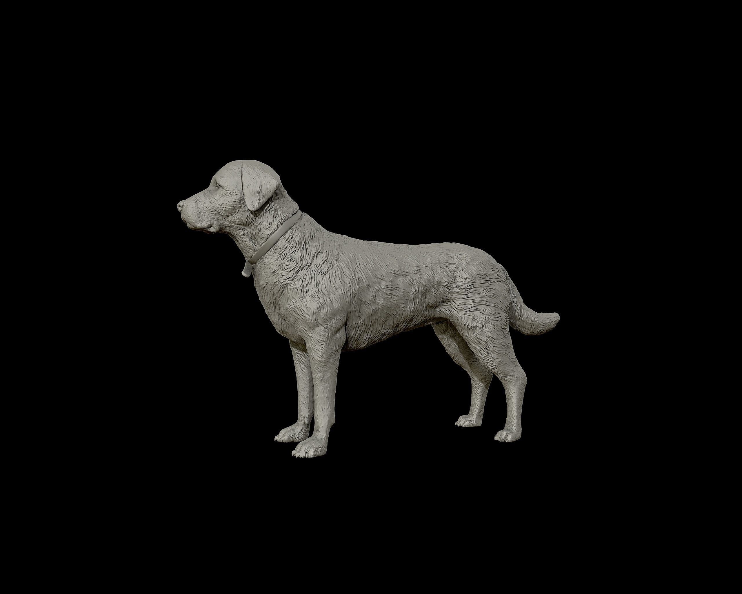 Labrador Retriever model 3D model 3D printable | CGTrader