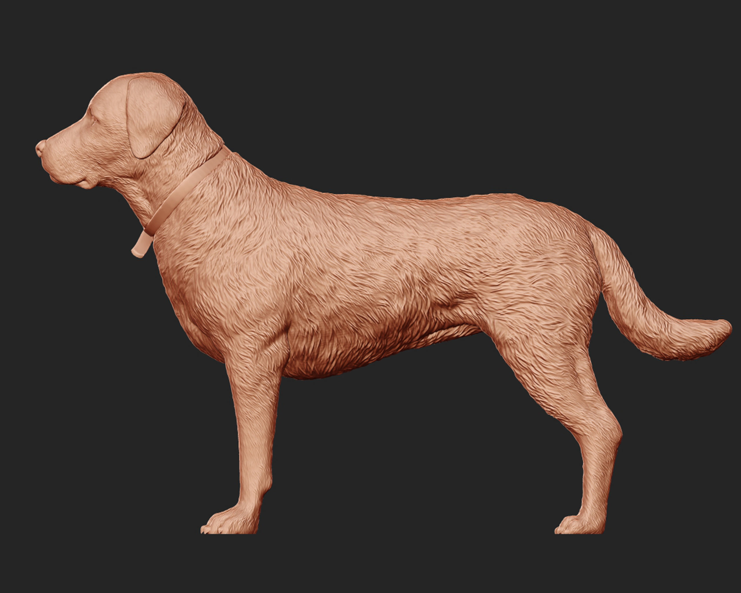 Labrador Retriever model 3D model 3D printable | CGTrader