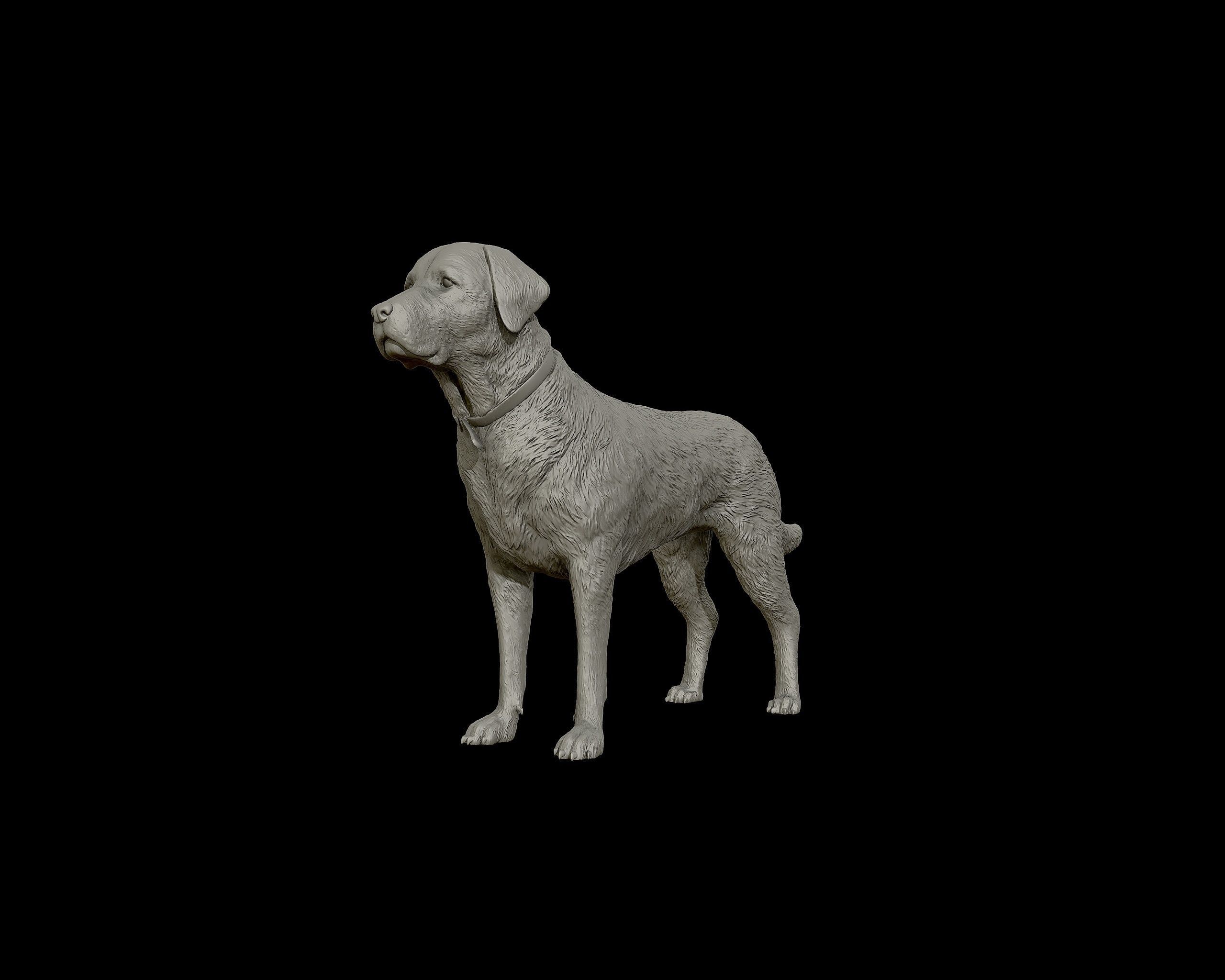 Labrador Retriever model 3D model 3D printable | CGTrader