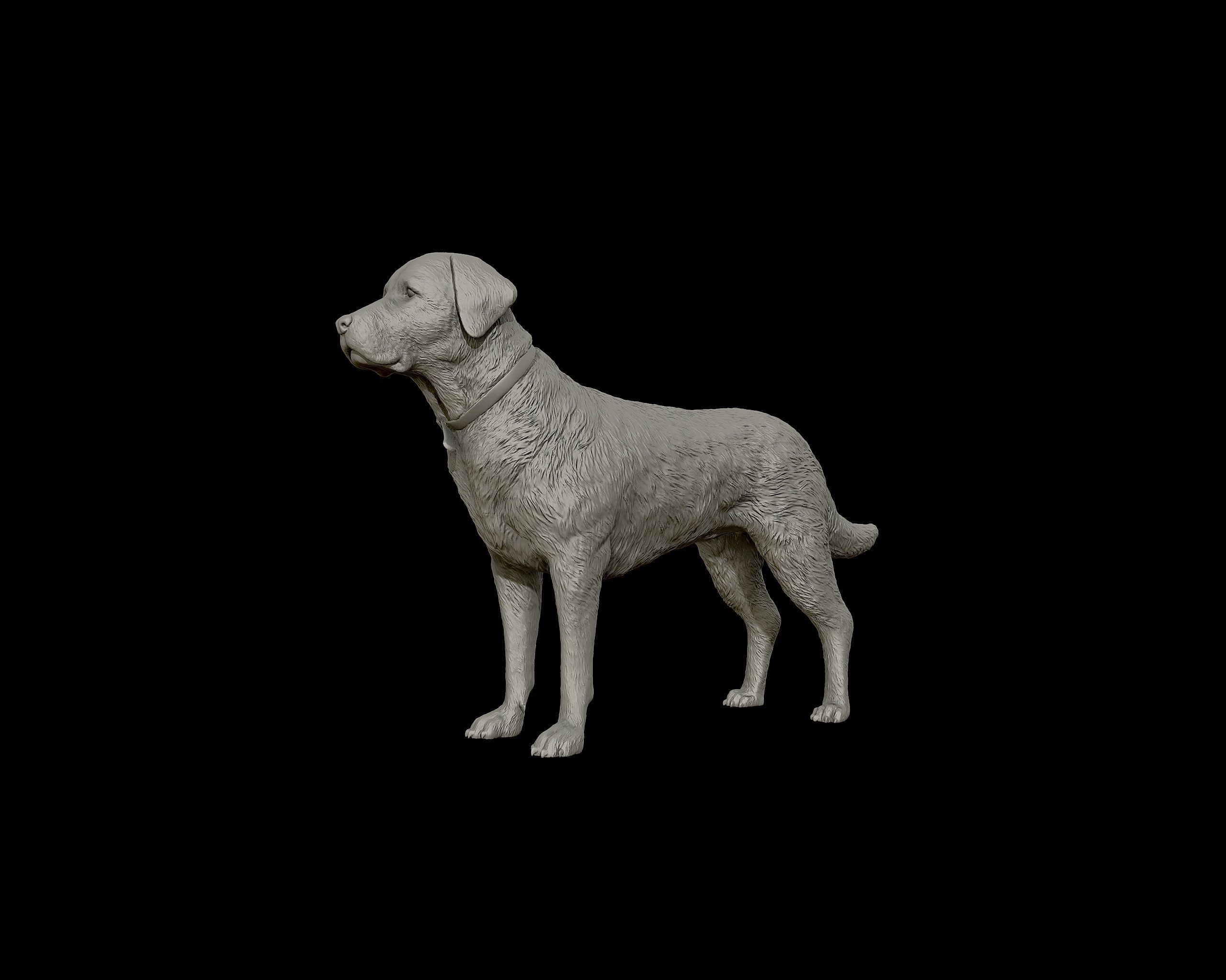 Labrador Retriever model 3D model 3D printable | CGTrader