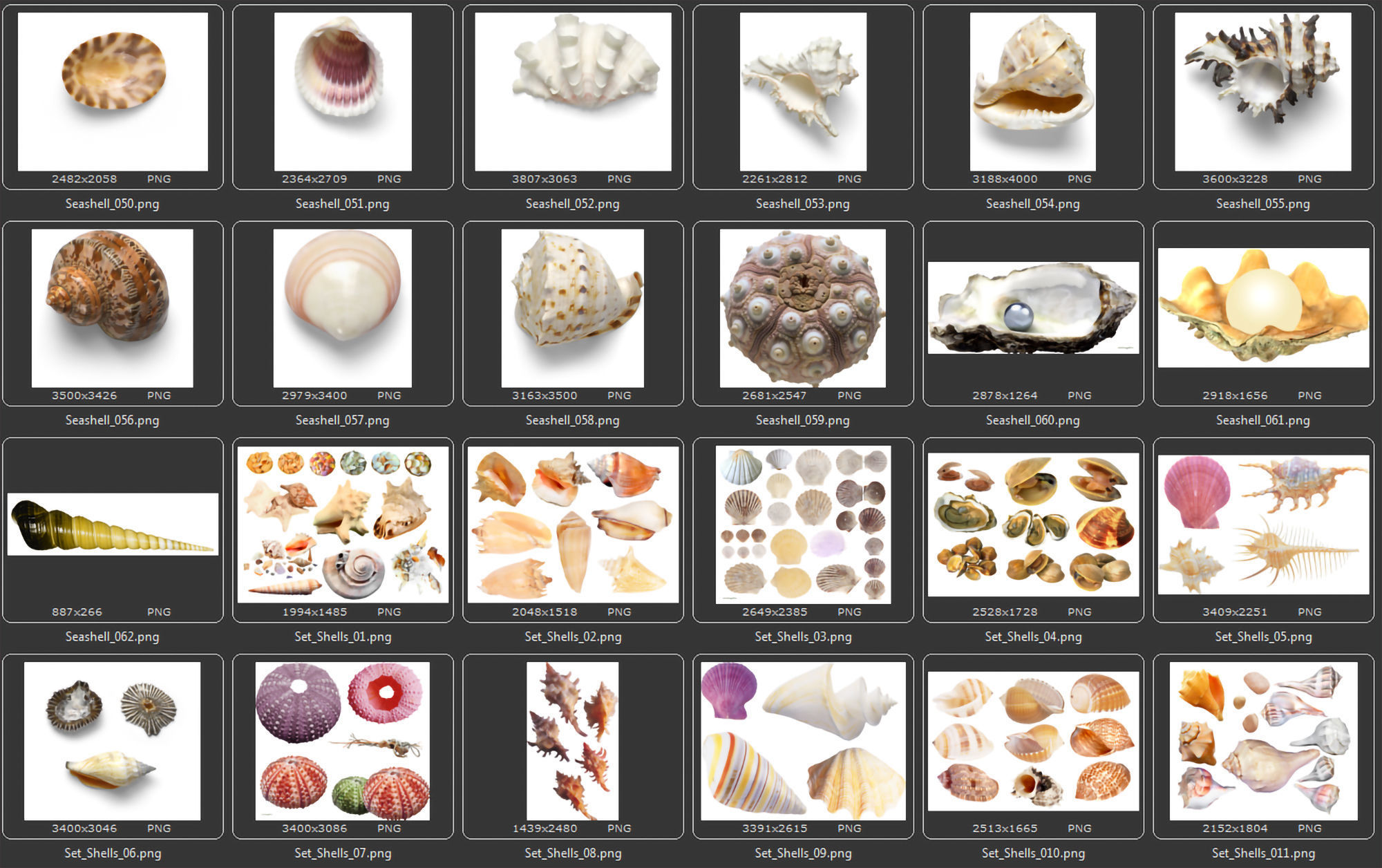 A set of Shells textures PNG free VR / AR / low-poly Texture | CGTrader