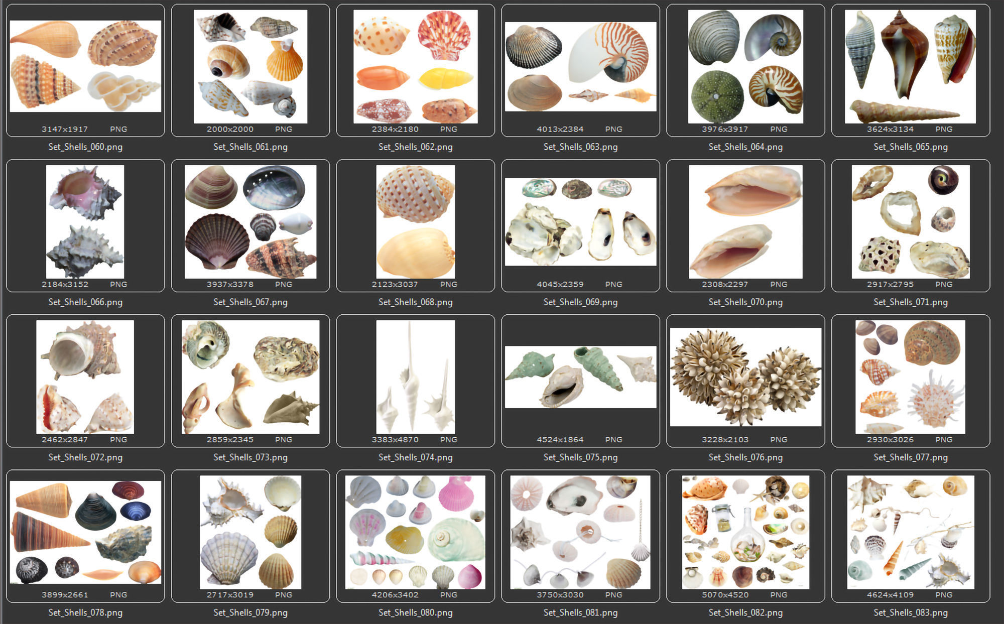 A set of Shells textures PNG free VR / AR / low-poly Texture | CGTrader