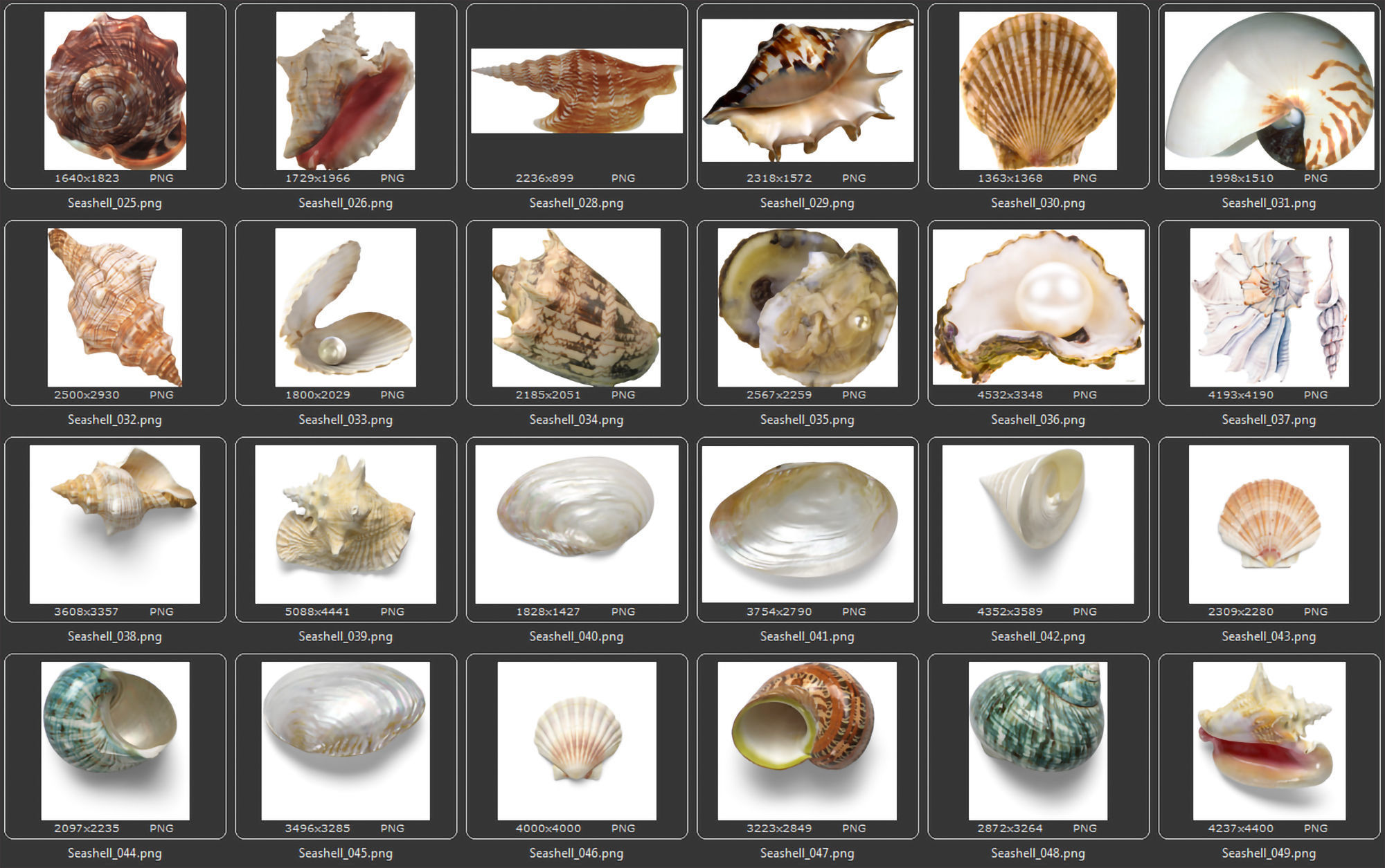 A set of Shells textures PNG free VR / AR / low-poly Texture | CGTrader