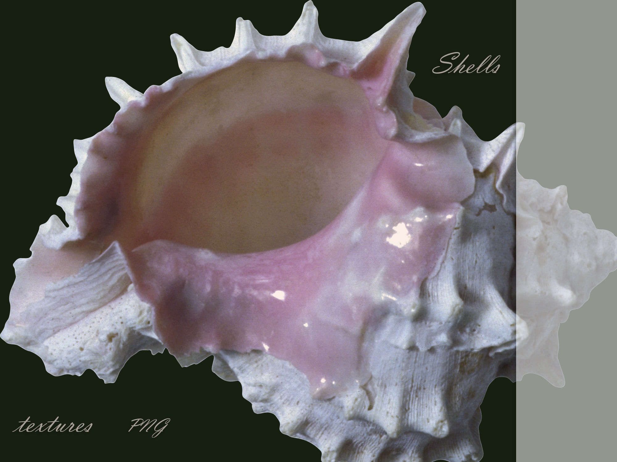 A set of Shells textures PNG free VR / AR / low-poly Texture | CGTrader