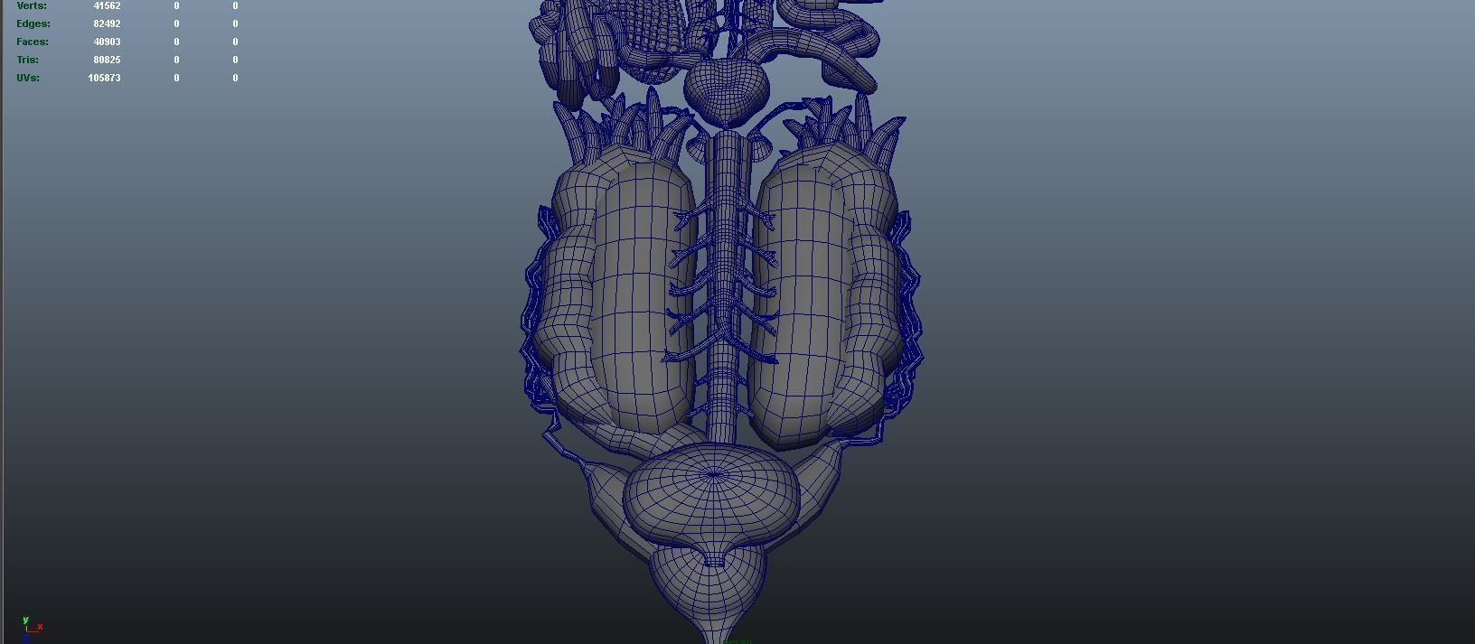 blue female frog anatomy system 3D model | CGTrader