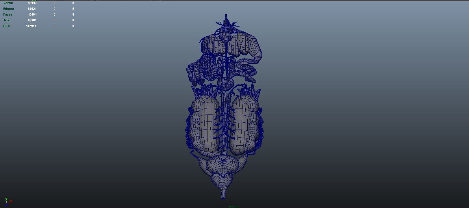 blue female frog anatomy system 3D model | CGTrader