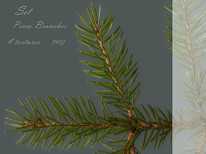 Texture Textures of spruce branches PNG VR / AR / low-poly | CGTrader