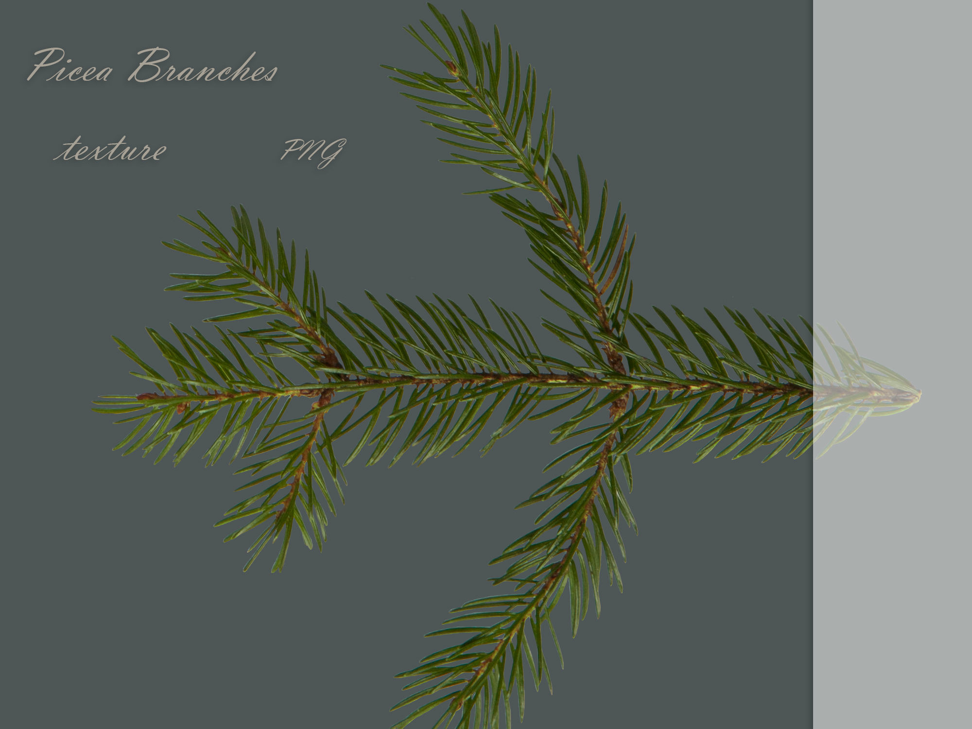 Texture Textures of spruce branches PNG VR / AR / low-poly | CGTrader