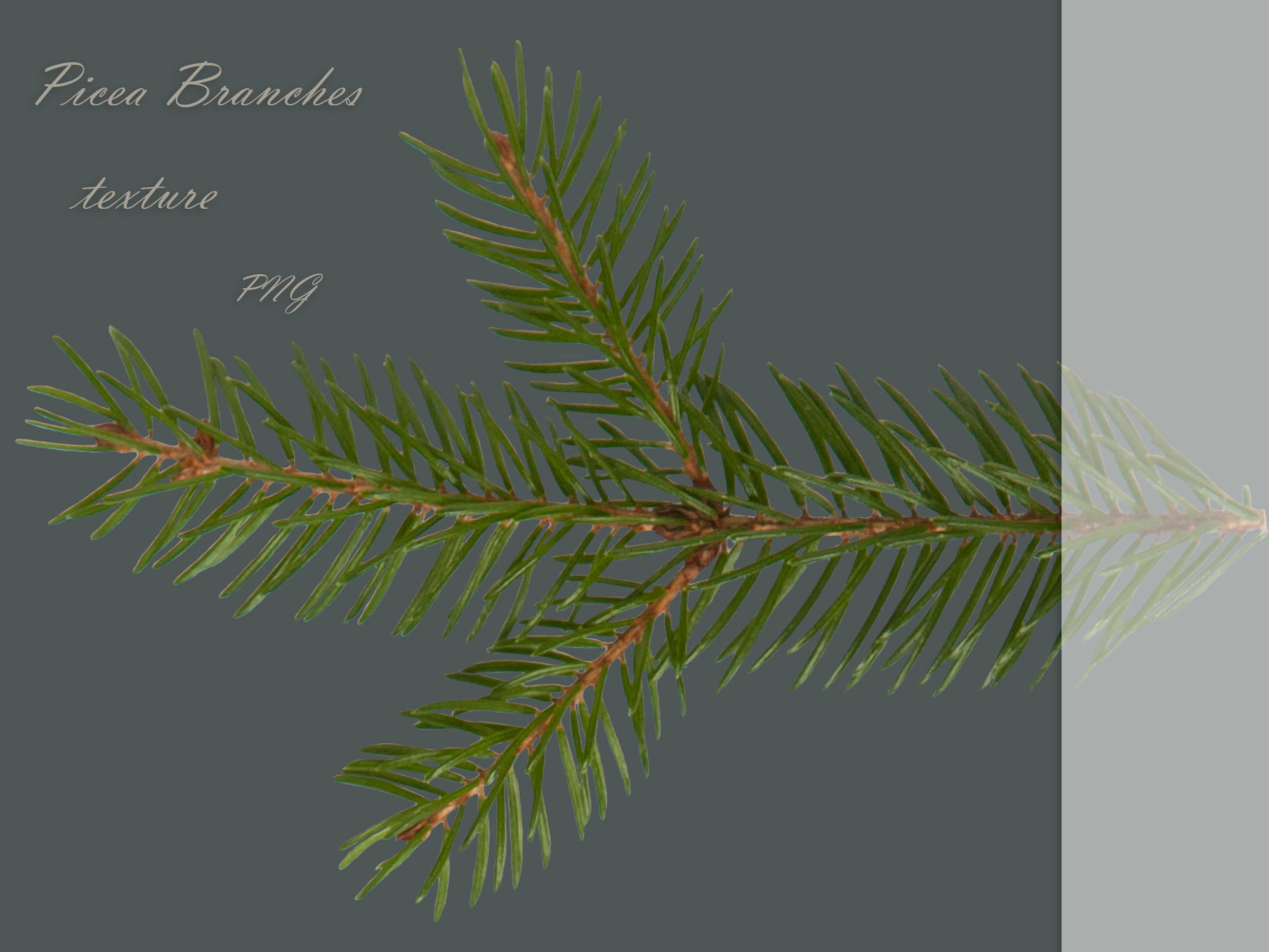 Texture Textures of spruce branches PNG VR / AR / low-poly | CGTrader