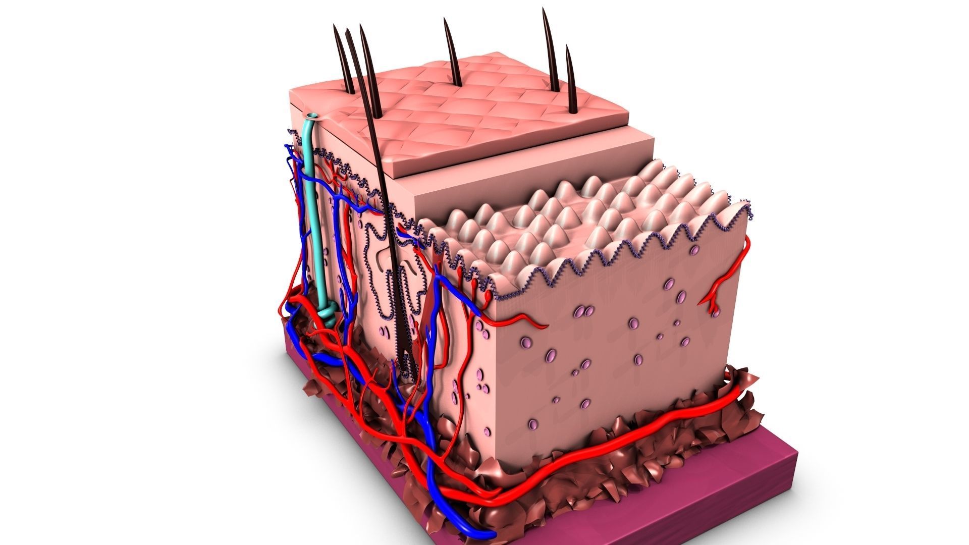 human skin cell anatomy 3D model | CGTrader