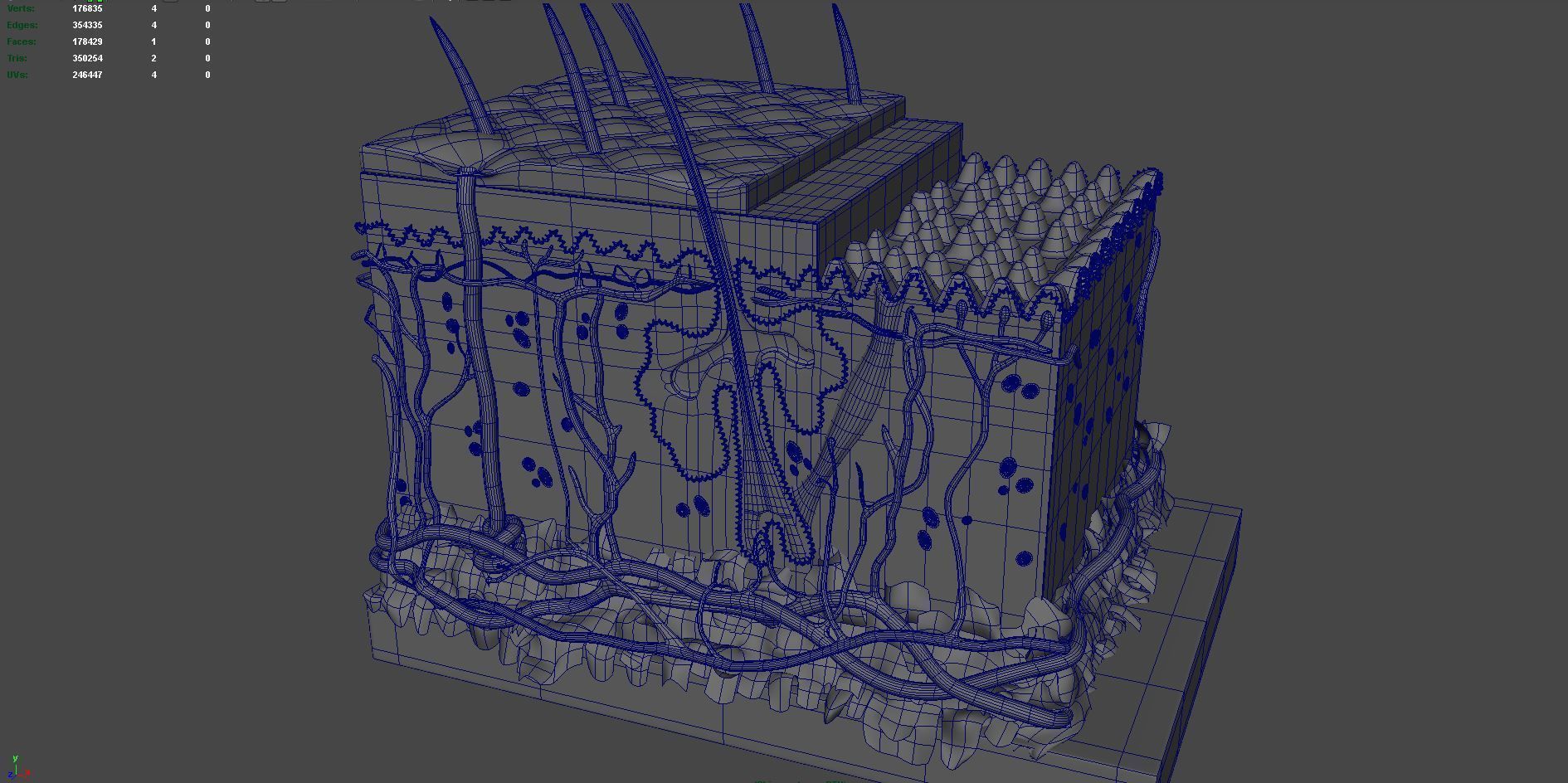 human skin cell anatomy 3D model | CGTrader