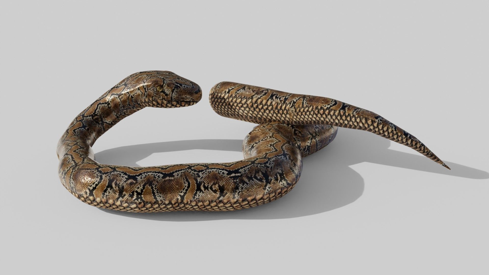 3D model Python Snake - Low Poly - Game Ready - PBR VR / AR / low-poly ...